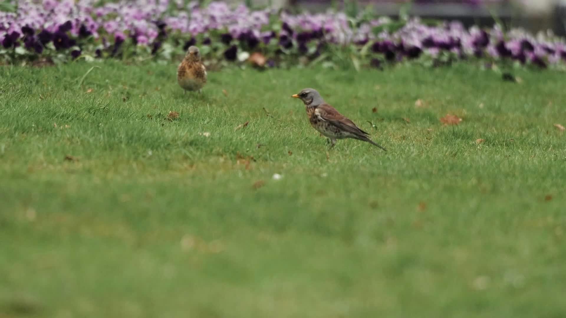 Birds Foraging on Green Lawn in Springtime Free Stock Video Footage ...