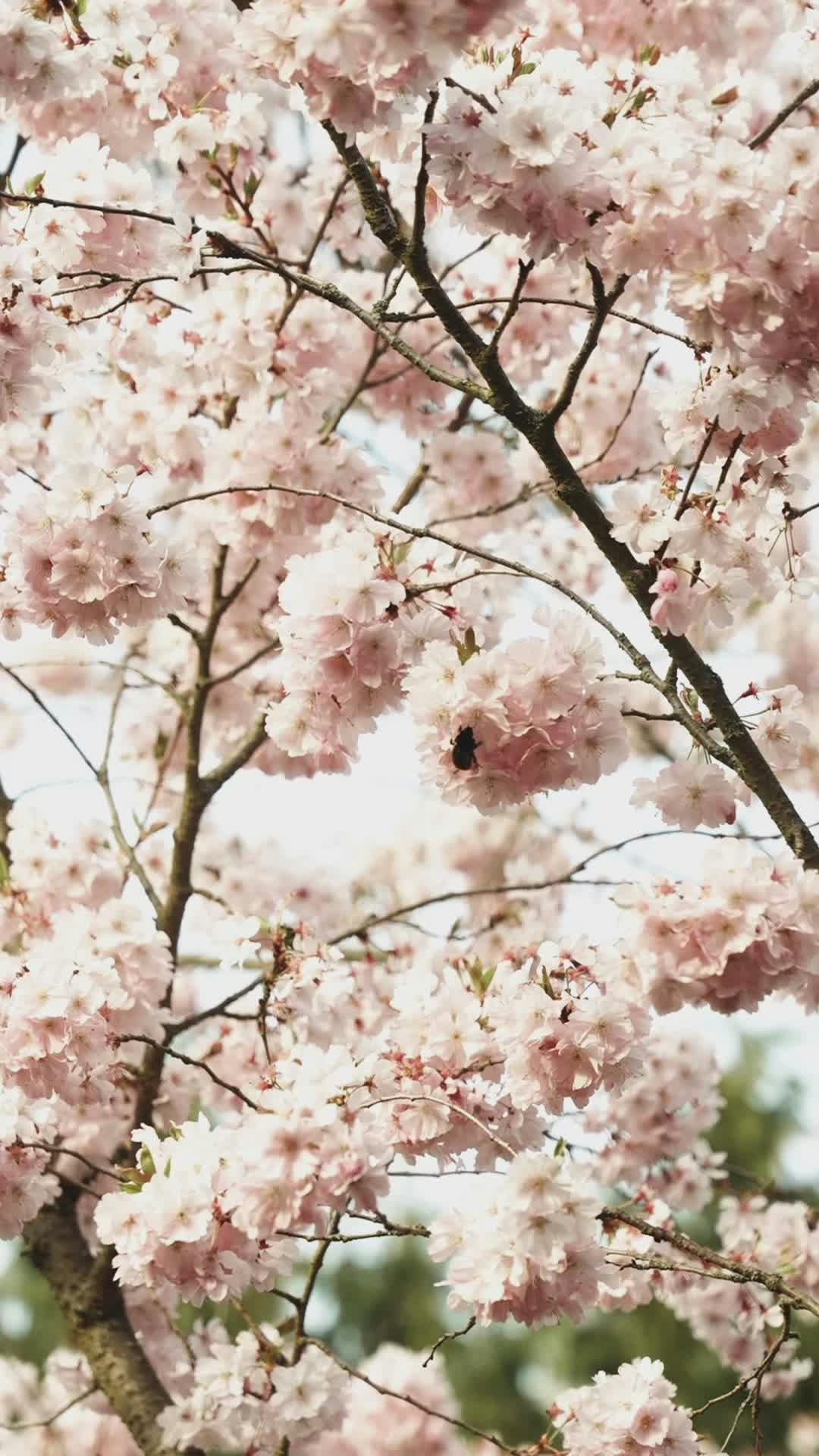 Beautiful Cherry Blossom Tree Branches in Bloom Free Stock Video ...