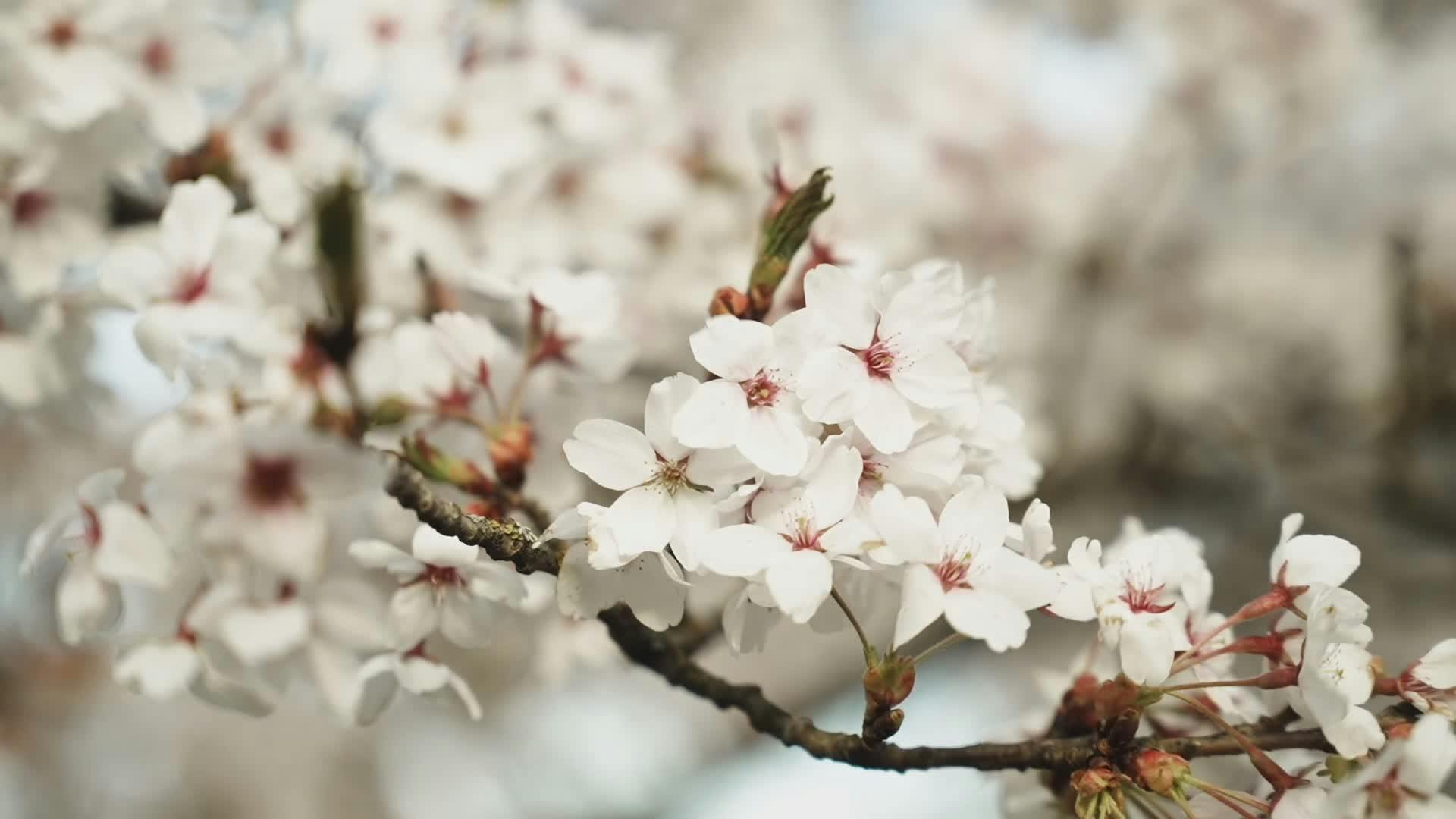 Pretty Little Liars Videos, Download The BEST Free 4k Stock Video ...