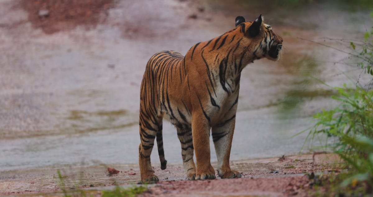 Bull+Mating+Cow+Up+Close Videos, Download The BEST Free 4k Stock Video ...