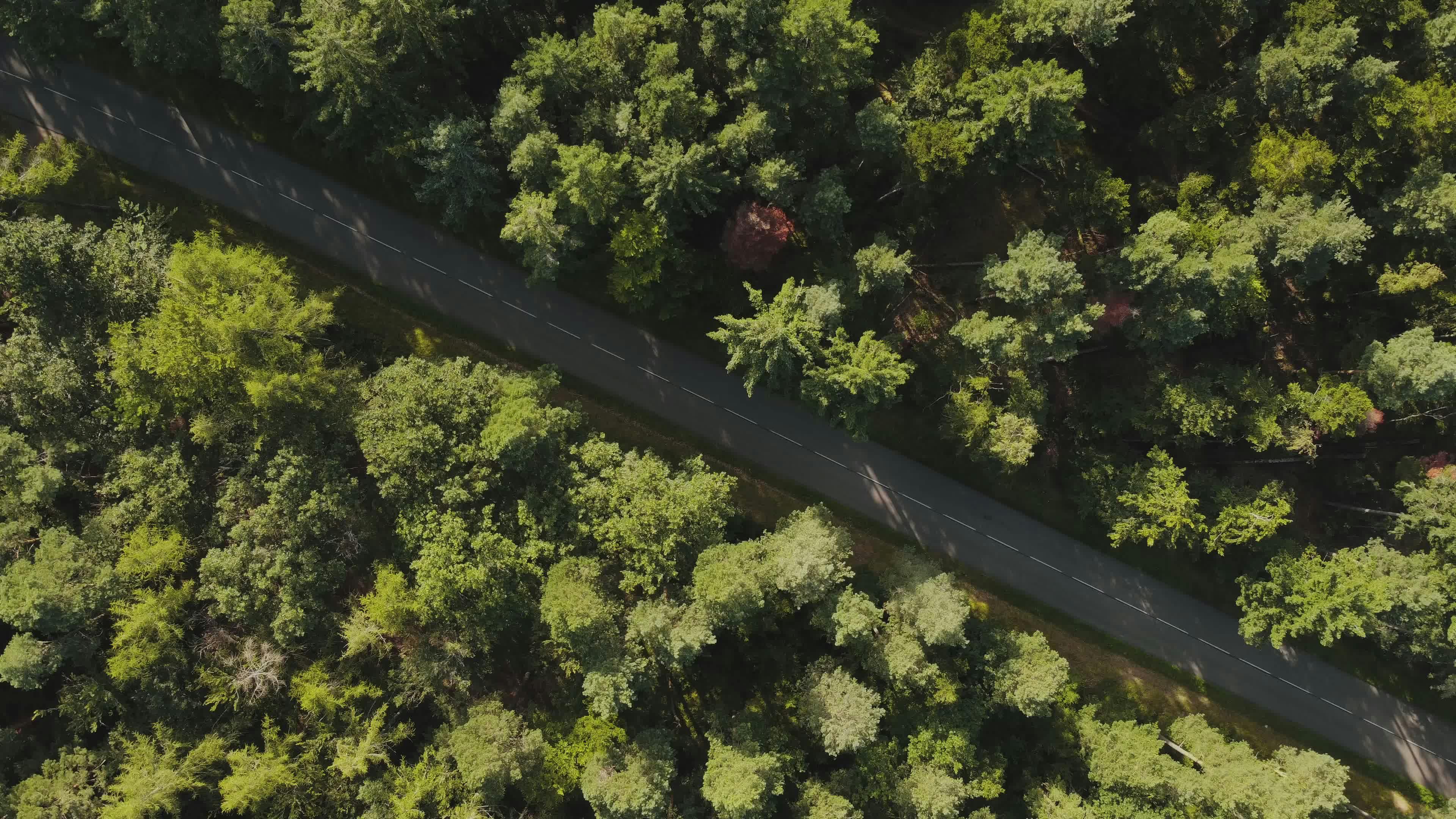Vista Aérea De Un Coche En Un Camino Forestal En Otoño · Vídeo de stock ...