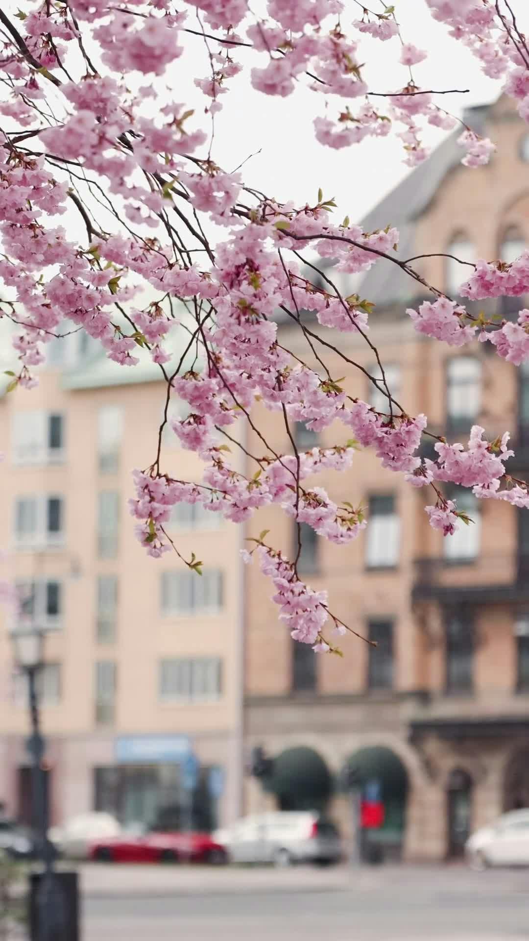 Png Background Videos, Download The BEST Free 4k Stock Video Footage ...