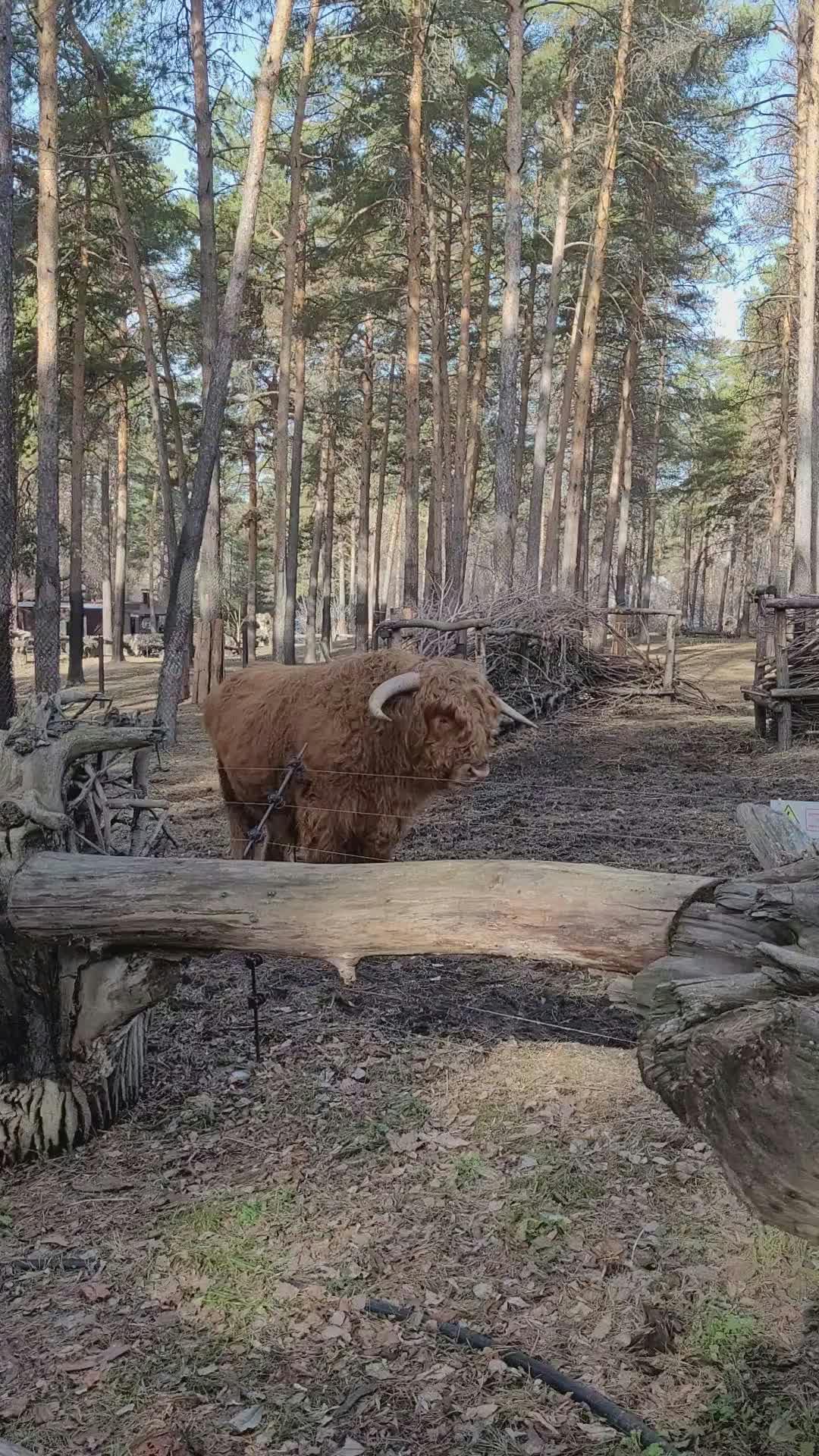 Forest Enclosure Videos, Download The BEST Free 4k Stock Video Footage ...