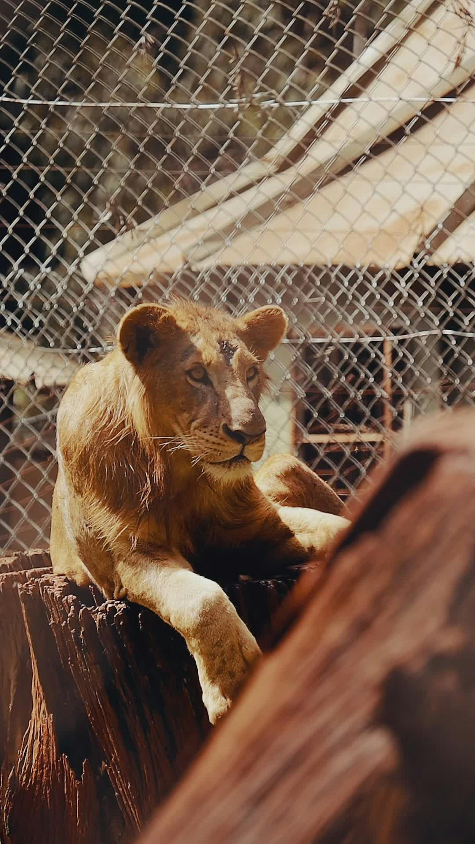 Lion Video Videos, Download The BEST Free 4k Stock Video Footage & Lion ...