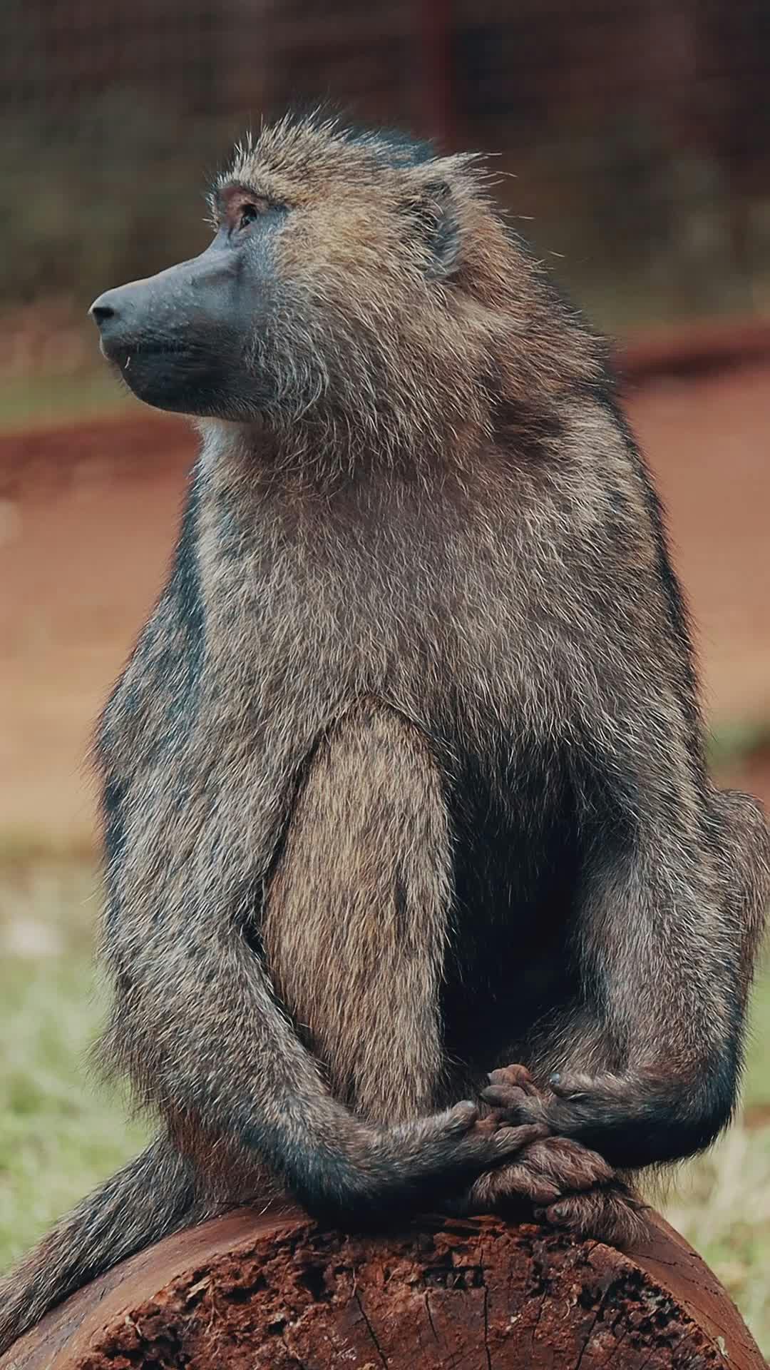 Majestic Baboon in African Habitat Free Stock Video Footage, Royalty ...