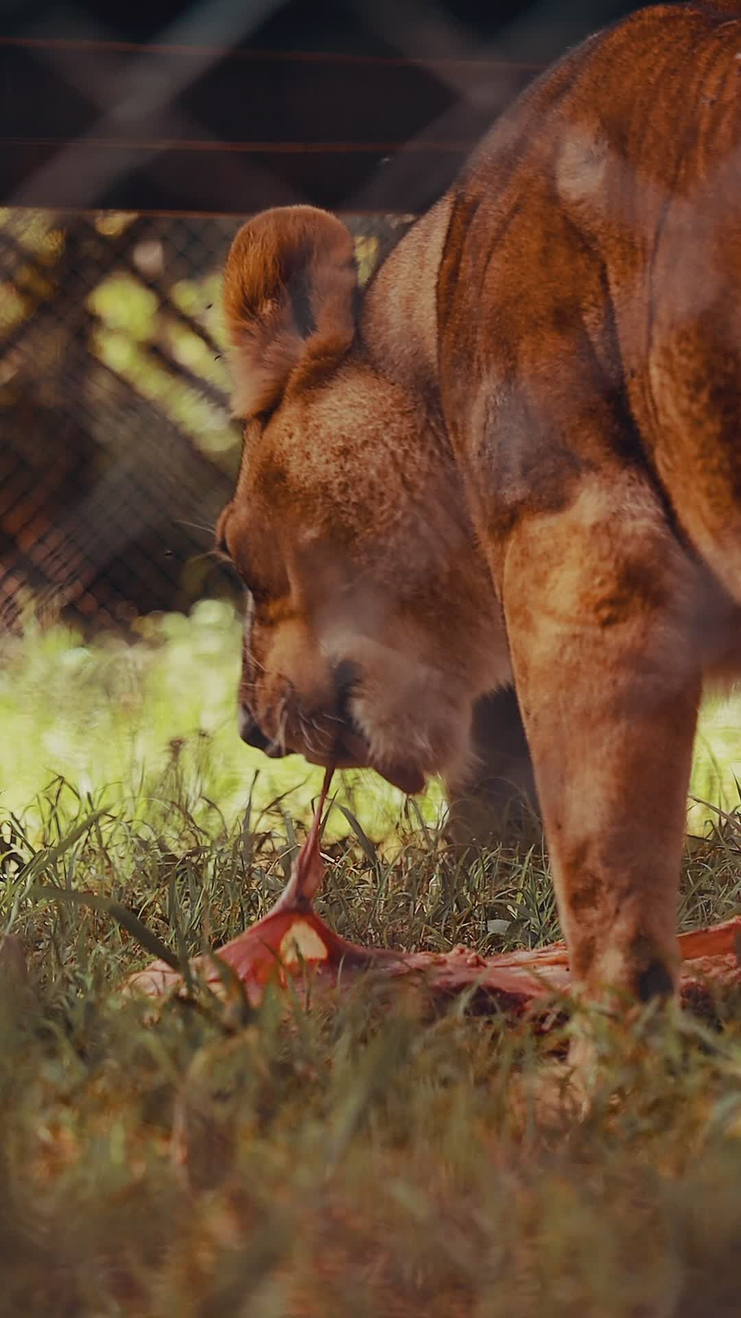 Lion Hunting In The Wild Videos, Download The BEST Free 4k Stock Video ...