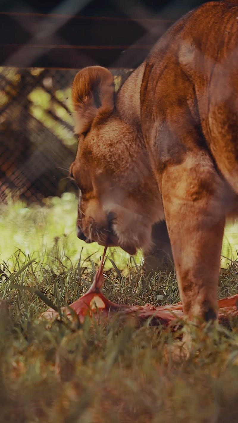 Lion Video Videos, Download The BEST Free 4k Stock Video Footage & Lion ...