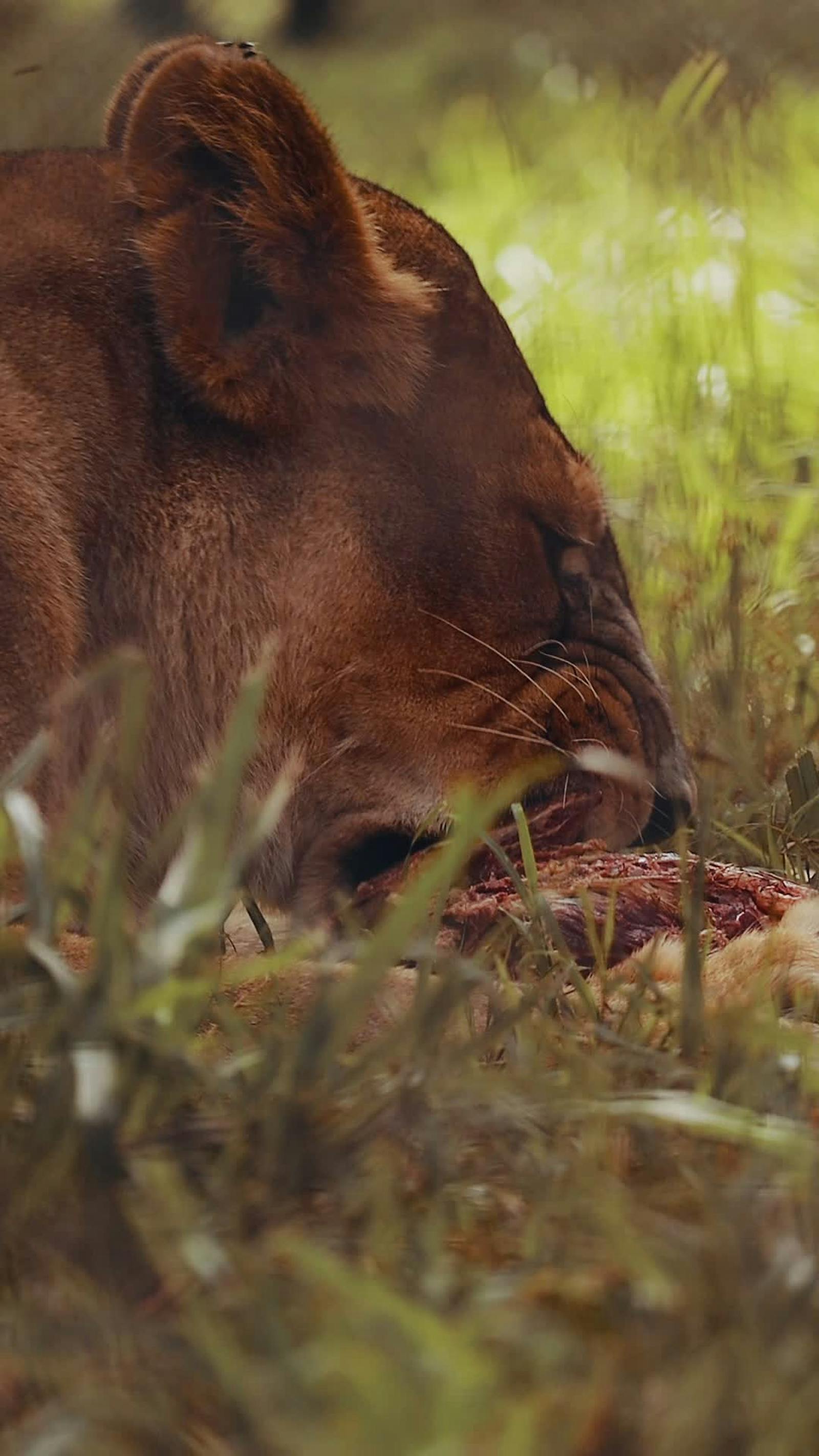 Lion Video Videos, Download The BEST Free 4k Stock Video Footage & Lion ...