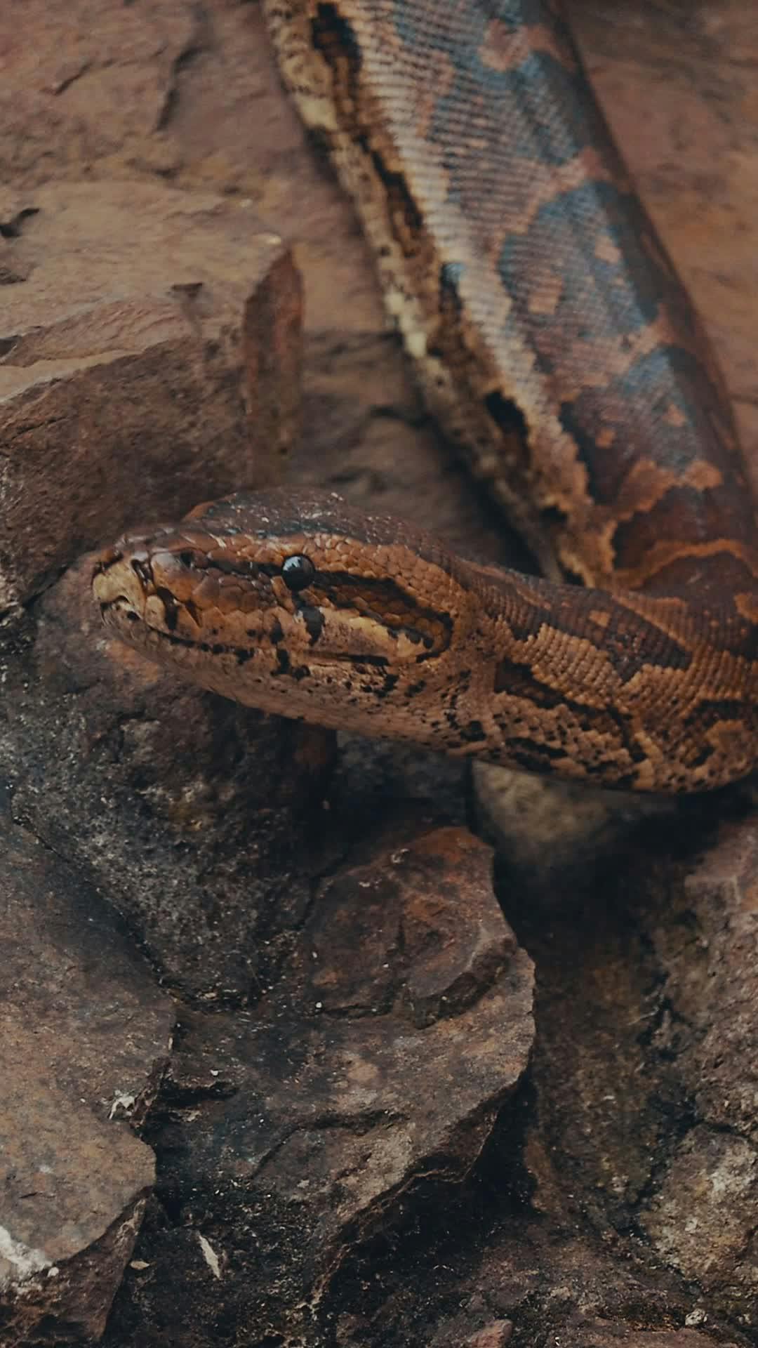 Serpent Python Dans Son Habitat Naturel Sur Des Rochers · Vidéo gratuite