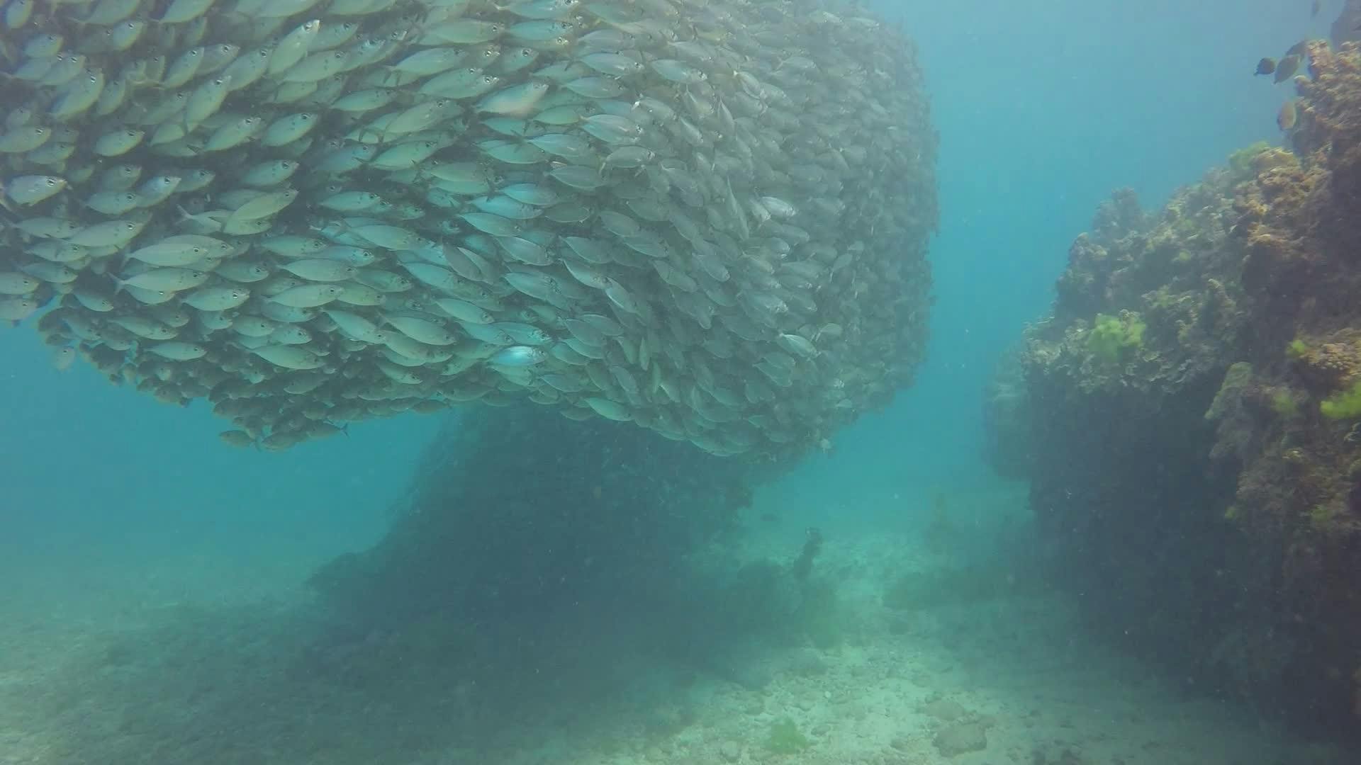 Nature And Fish Videos, Download The BEST Free 4k Stock Video Footage ...