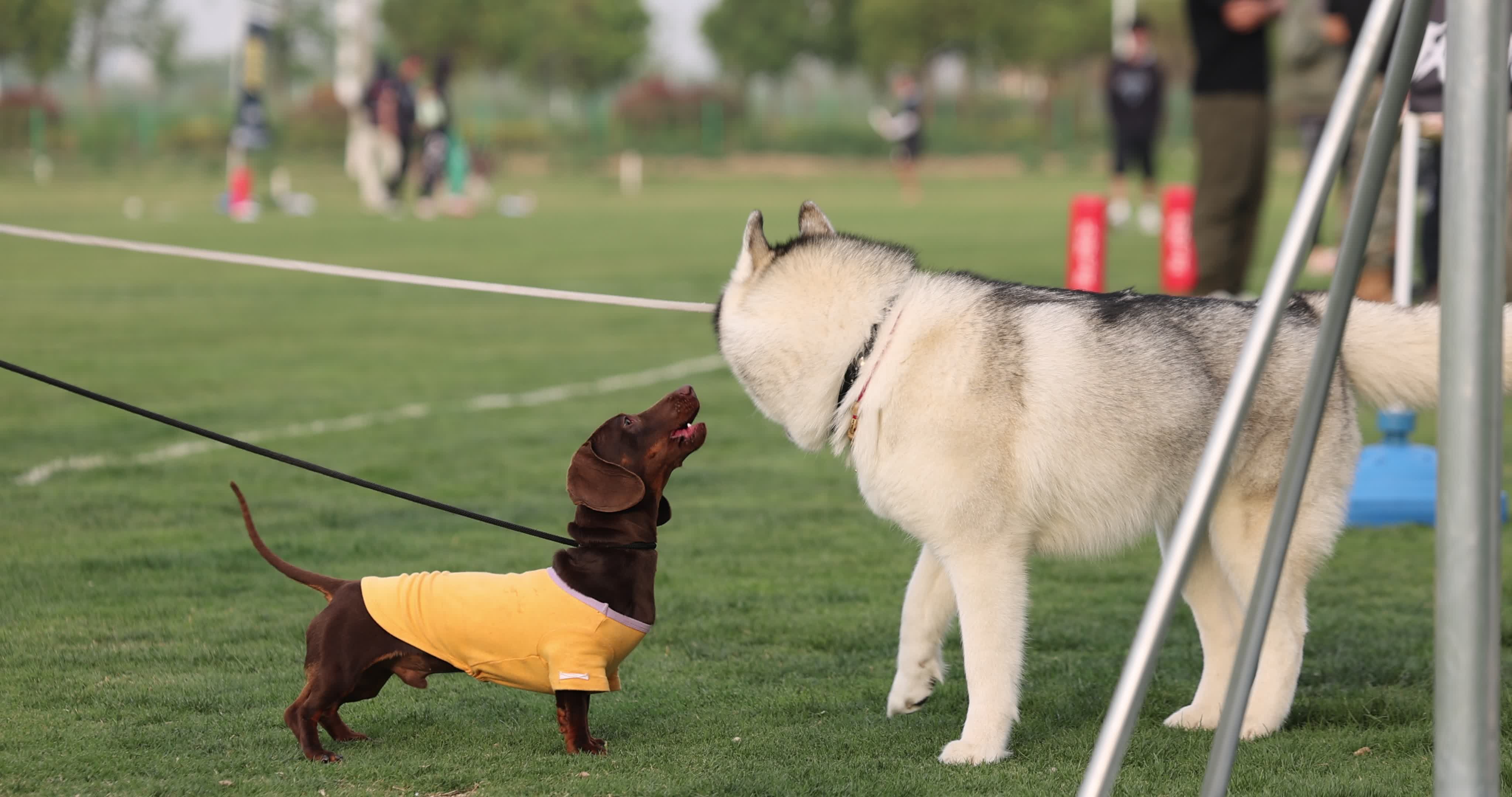 Dog Meeting Videos, Download The BEST Free 4k Stock Video Footage & Dog ...