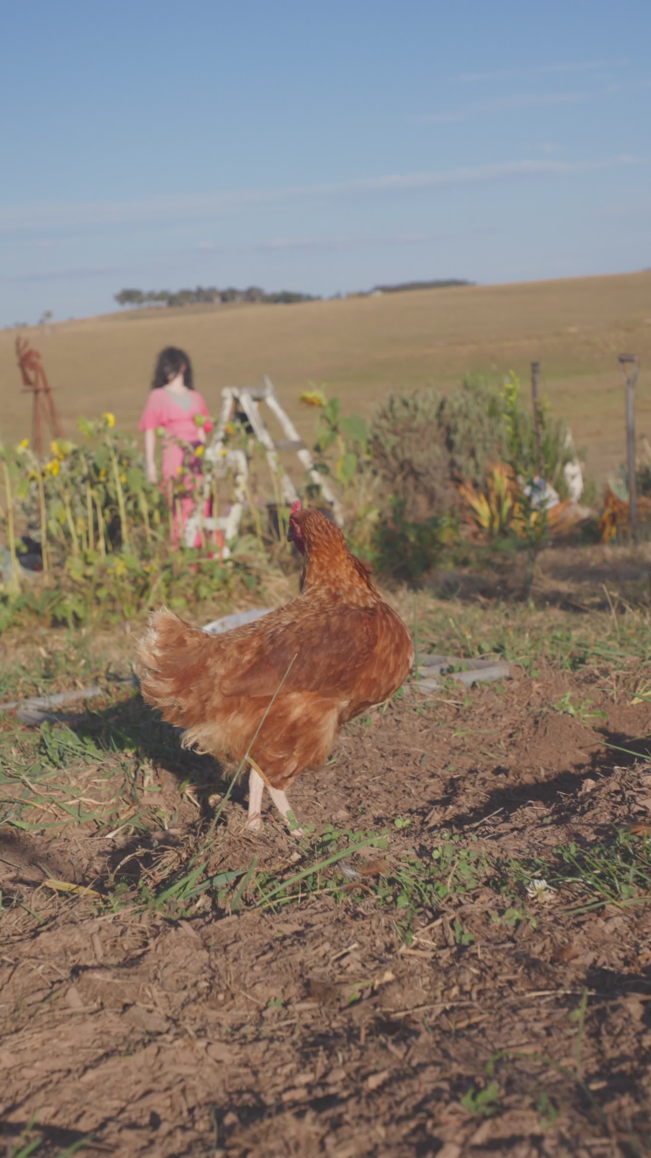 Vida Tranquila En La Granja Con Gallinas Y Campos · Vídeo de stock gratuito