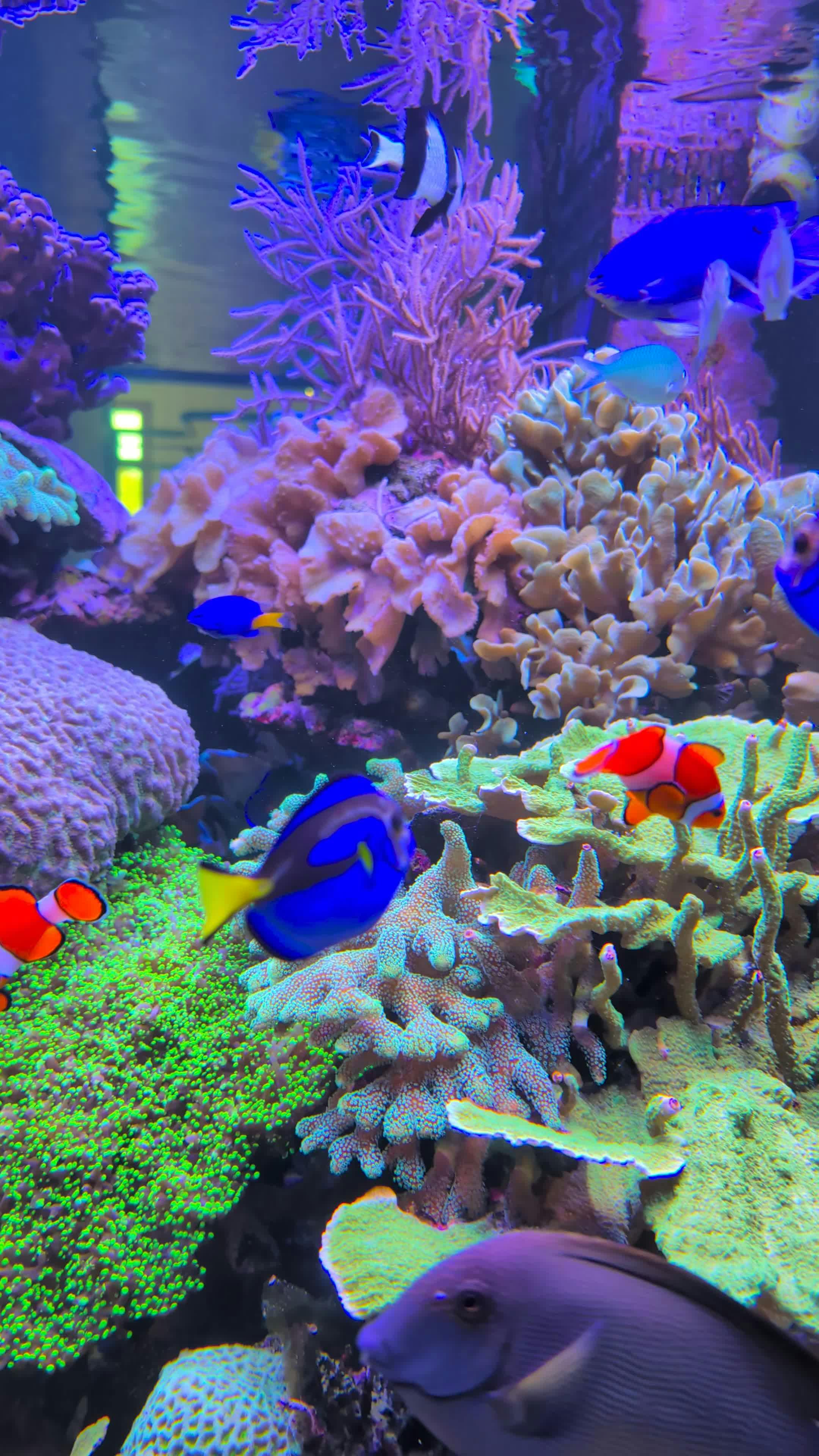 Vivid Aquarium Scene with Tropical Fish Free Stock Video Footage ...