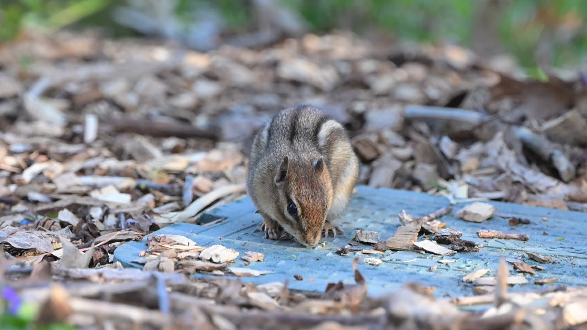 Chipmunk Foraging in Woodland Habitat Free Stock Video Footage, Royalty ...