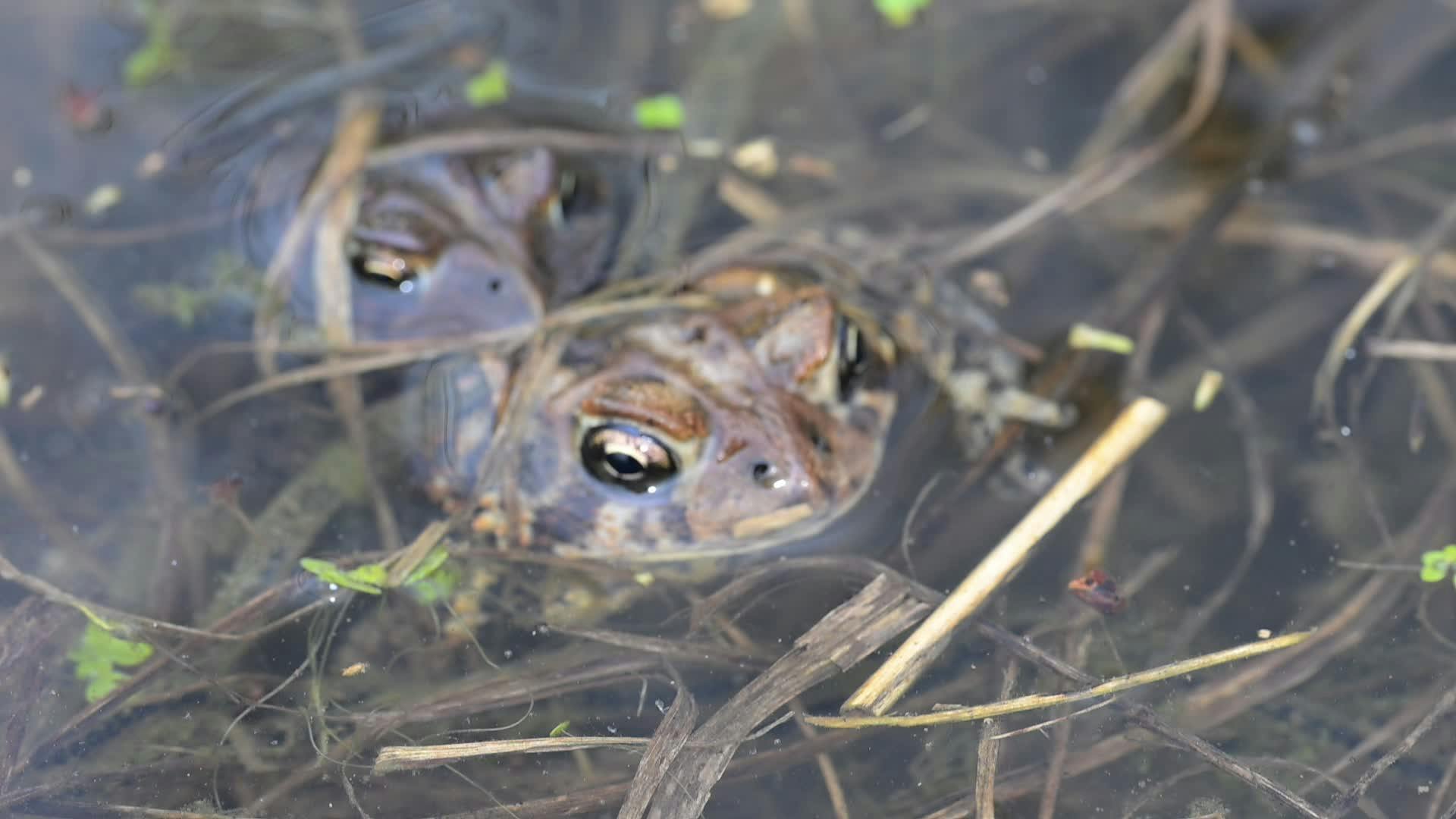 Close-up of Common Frog Pair in Wetlands Free Stock Video Footage ...