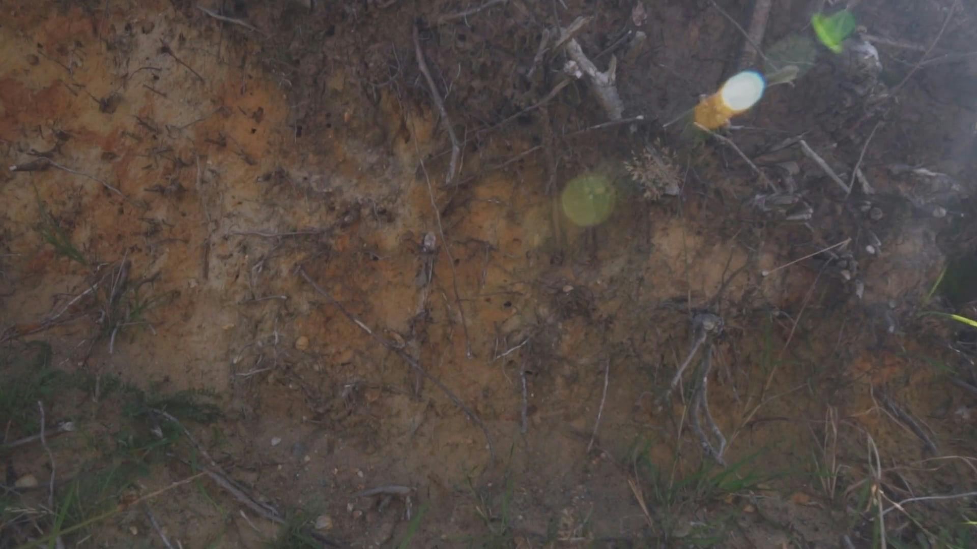 Tree Growing Timelapse Videos, Download The BEST Free 4k Stock Video ...