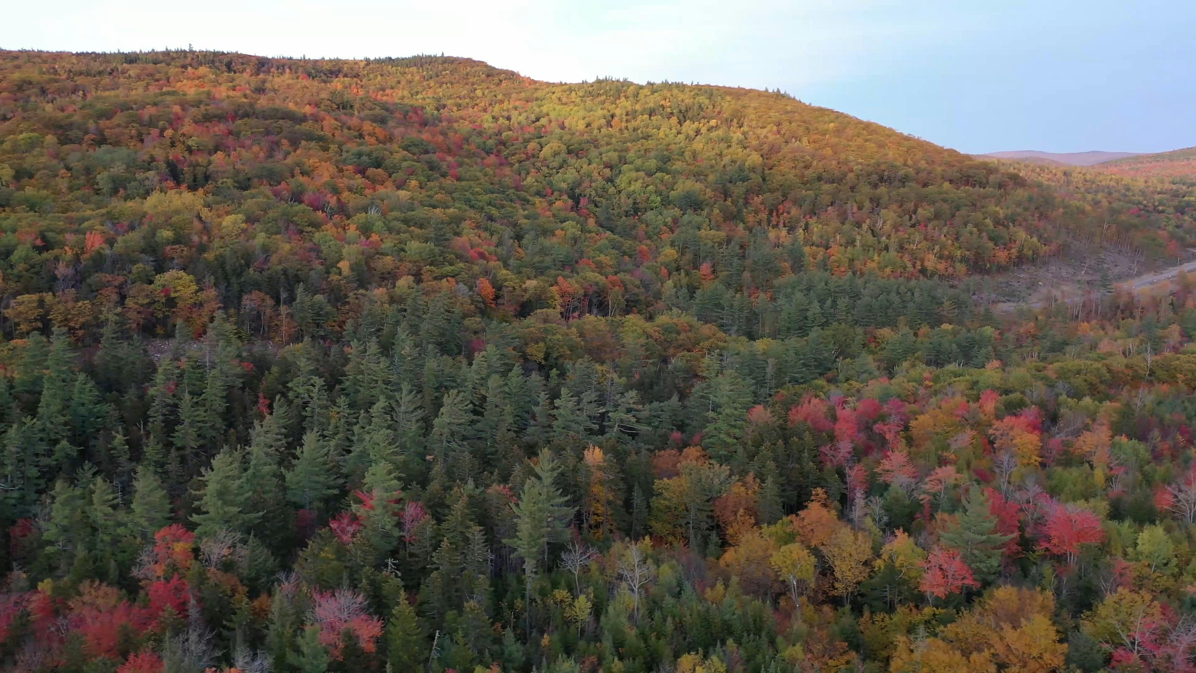 Drone Footage Of A Dense Forest Changing Colors During Autumn Season ...