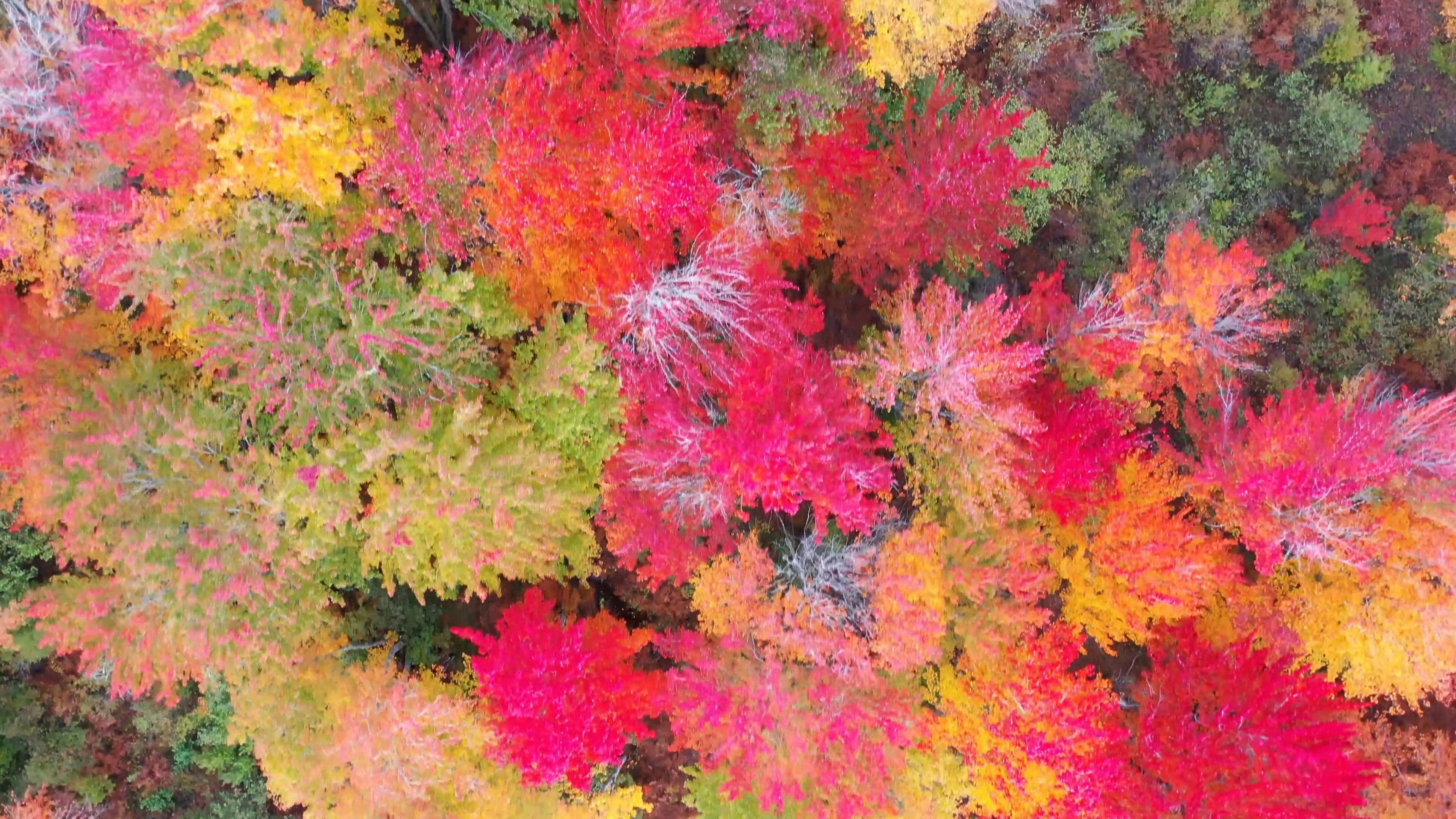 Bird's Eye View Of Trees · Free Stock Video