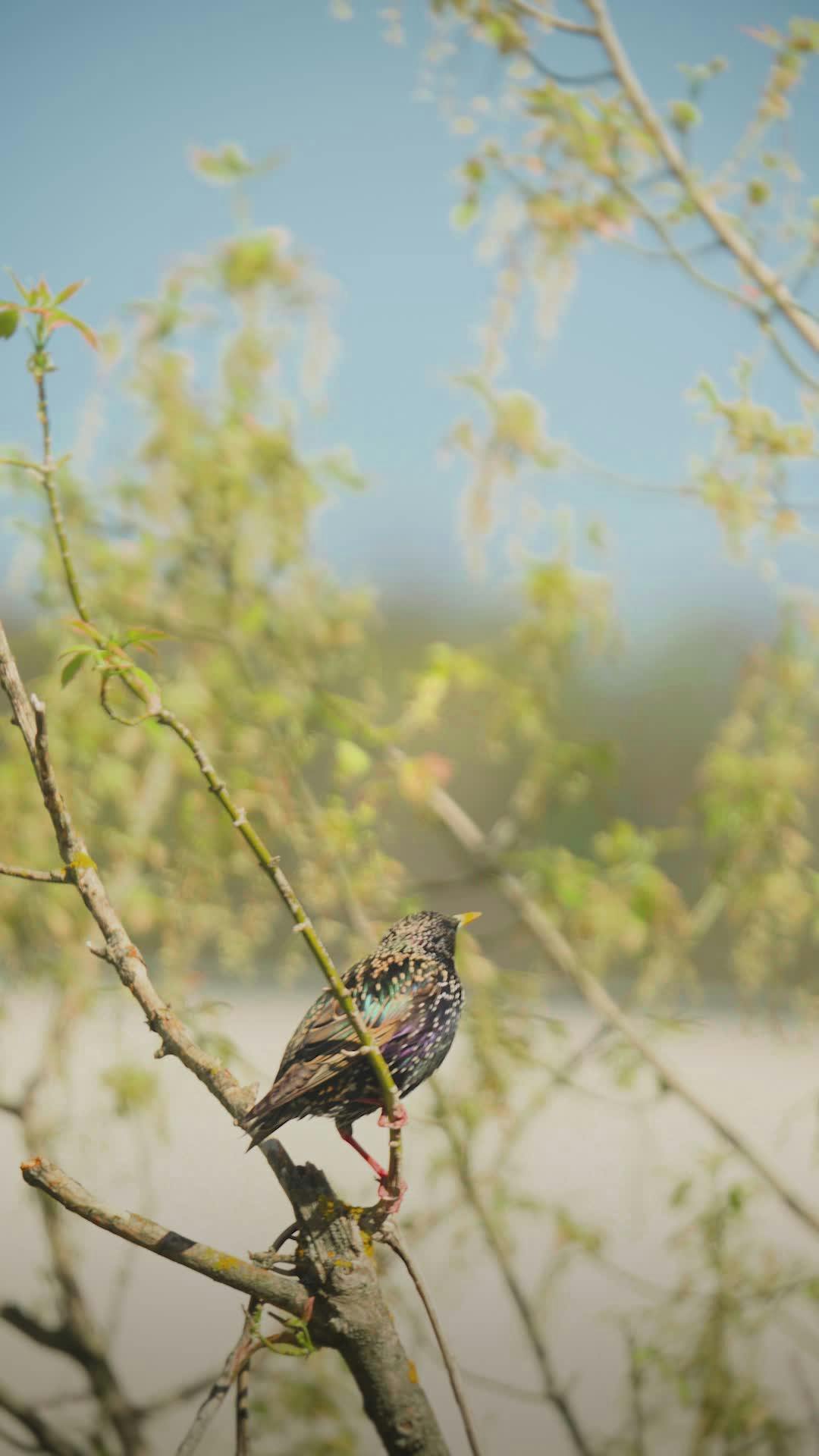 4k Animal Wallpaper Videos, Download The BEST Free 4k Stock Video ...