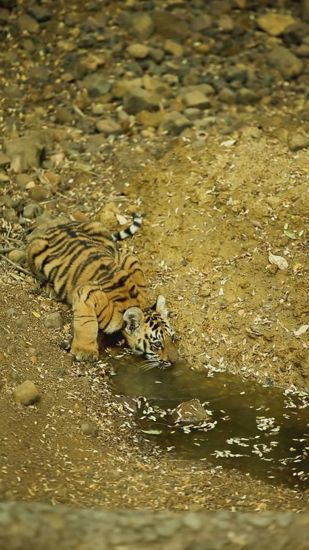 Majestic Bengal Tiger Resting in Nature Free Stock Video Footage ...