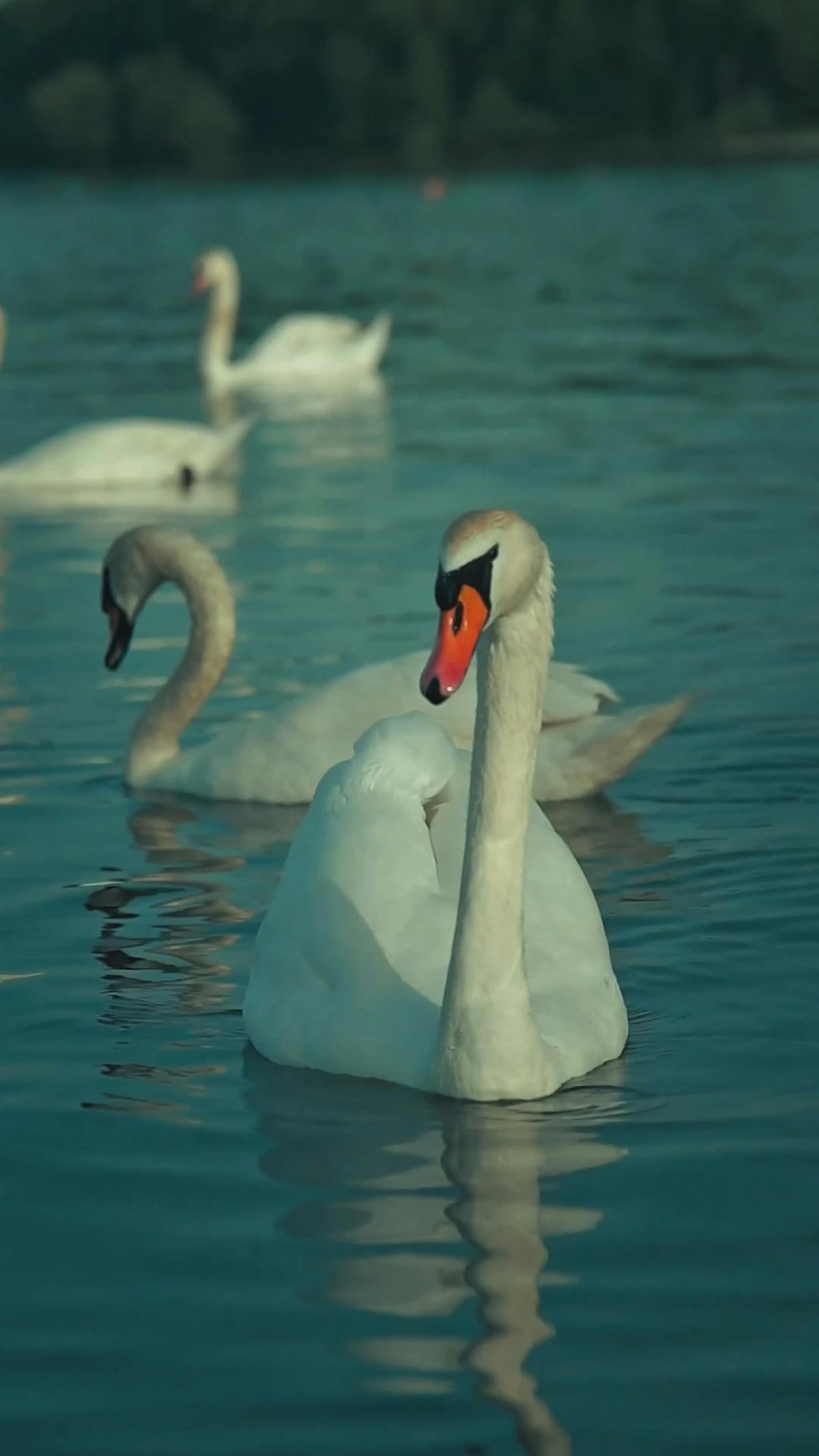 Videos Of Beautiful Birds And Animals Videos, Download The BEST Free 4k ...