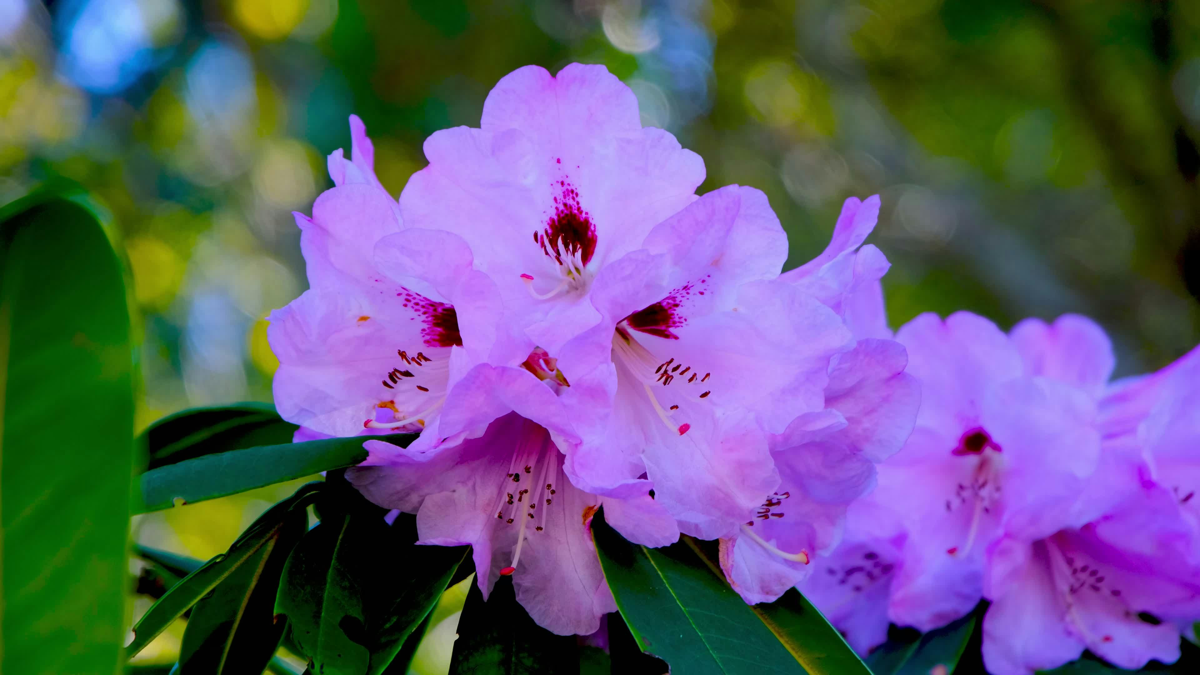 beautiful video of flowers and plants, close-up, macro Free Stock Video ...