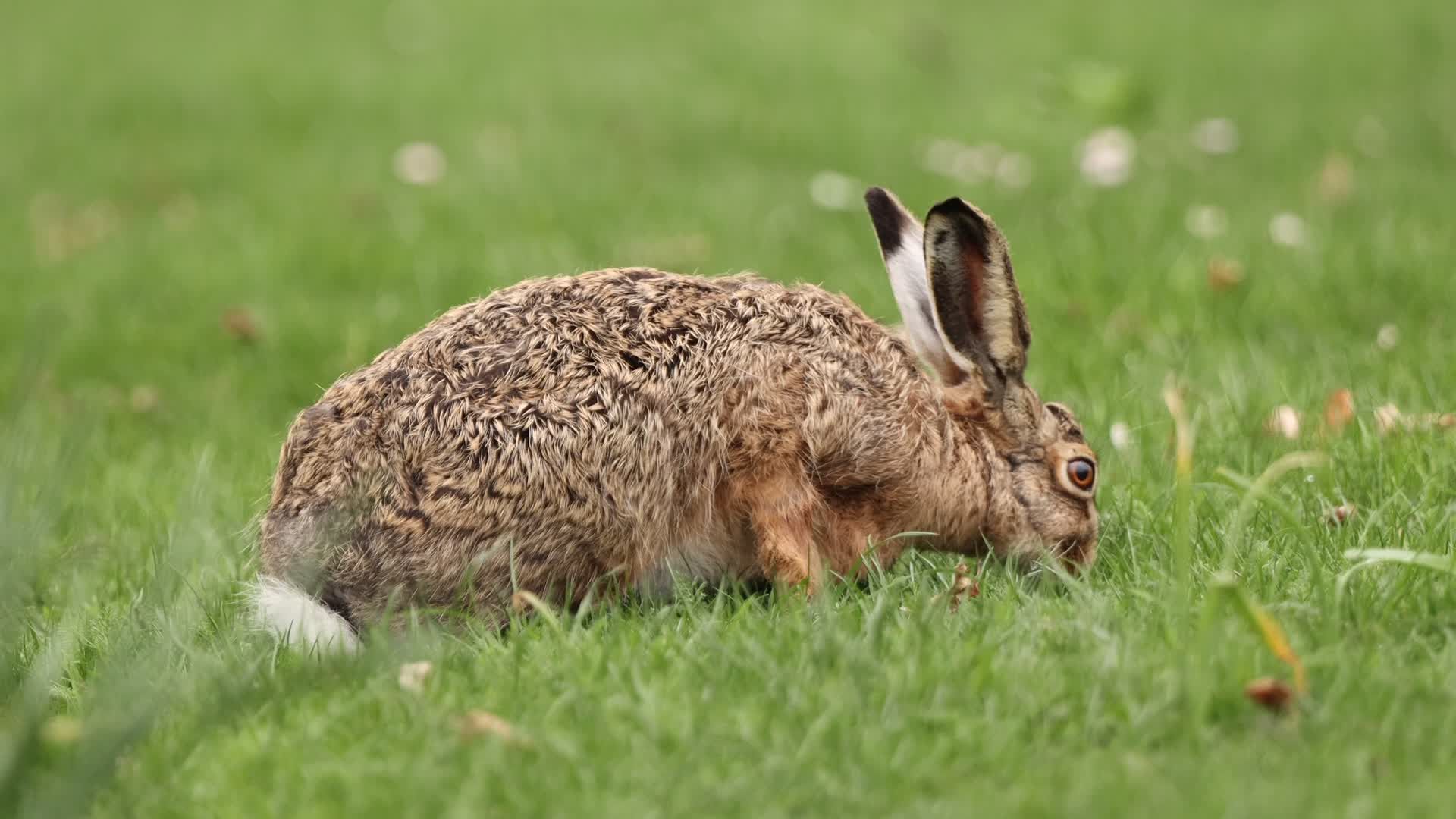 Wild Hare Grazing in Lush Green Field Free Stock Video Footage, Royalty ...
