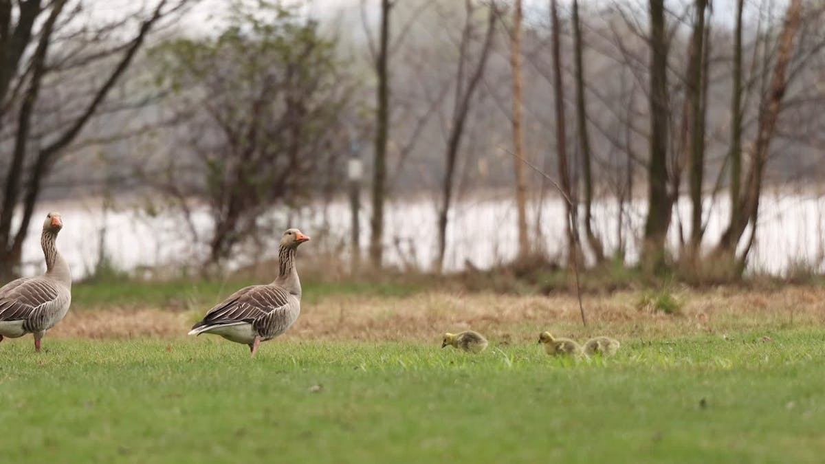 Videos Pixabay Videos, Download The BEST Free 4k Stock Video Footage ...