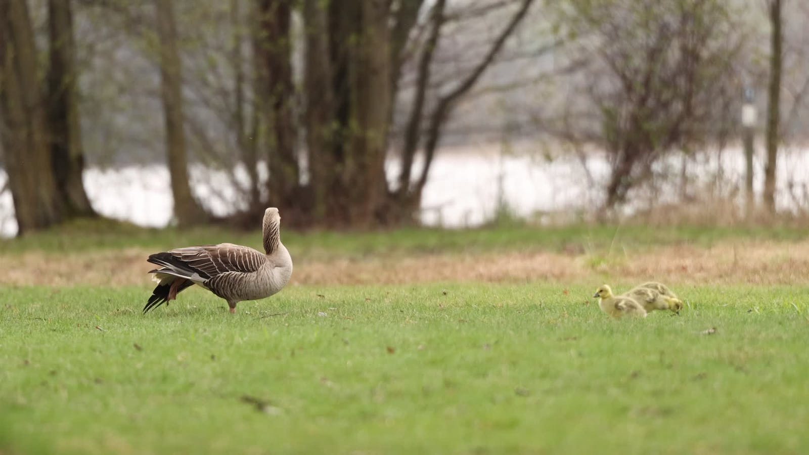 Videos Pixabay Videos, Download The BEST Free 4k Stock Video Footage ...