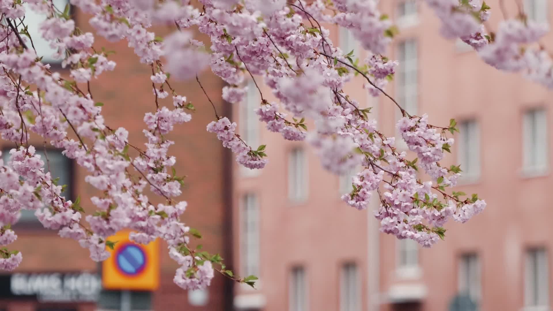 City Under Cherry Tree Videos, Download The BEST Free 4k Stock Video ...