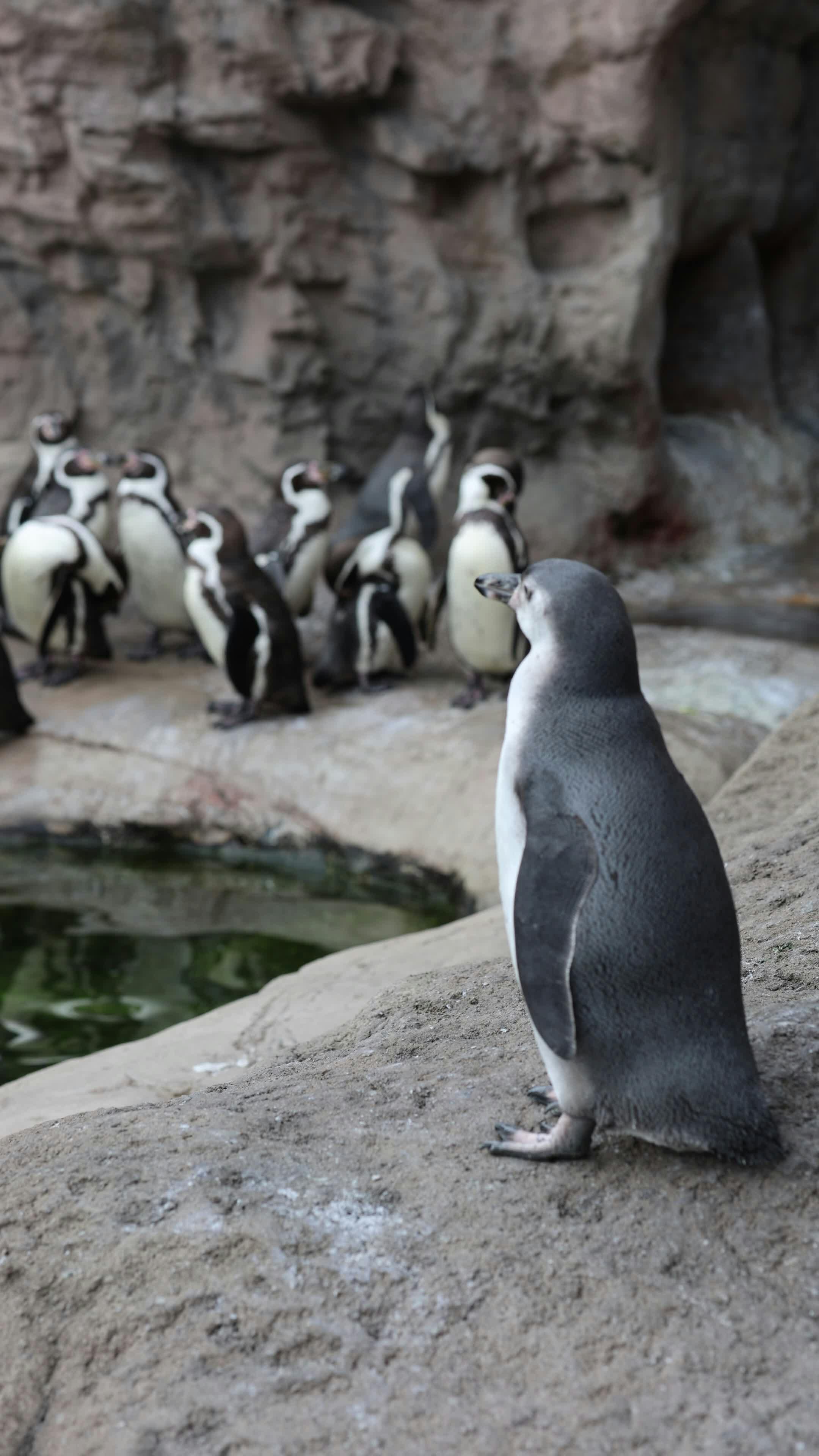 Animal Meeting Videos, Download The BEST Free 4k Stock Video Footage ...