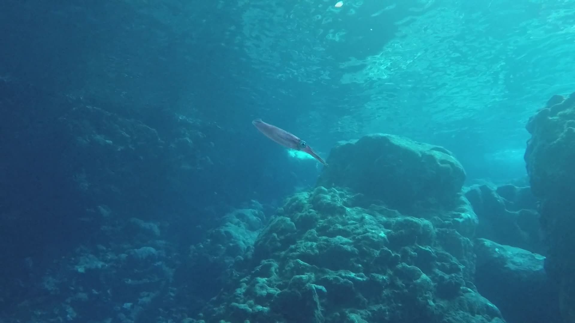 Mesmerizing Underwater Squid at Coral Reef Free Stock Video Footage ...