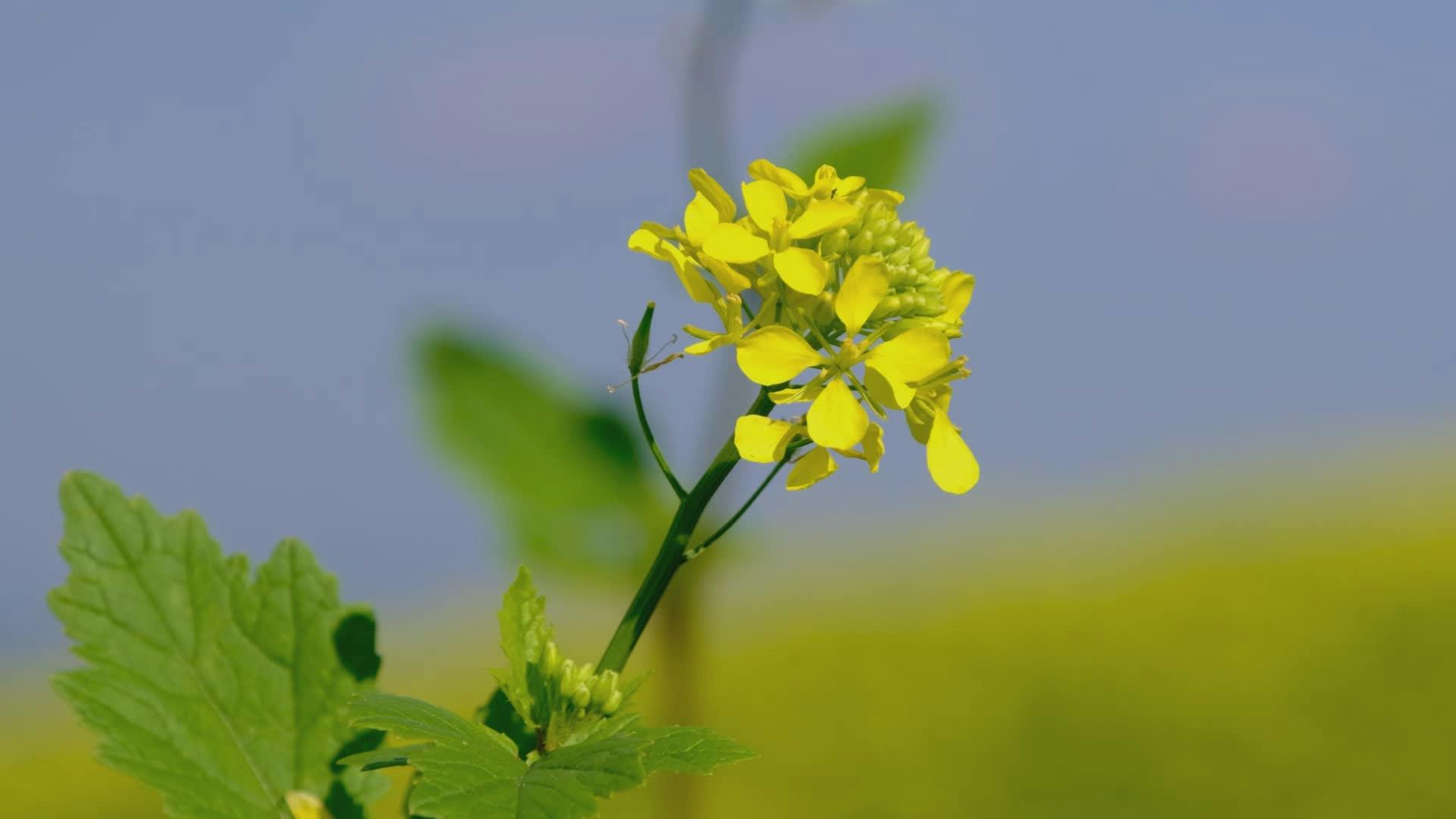 Pastoral Fotoğraflar Videos, Download The BEST Free 4k Stock Video Footage & Pastoral ...