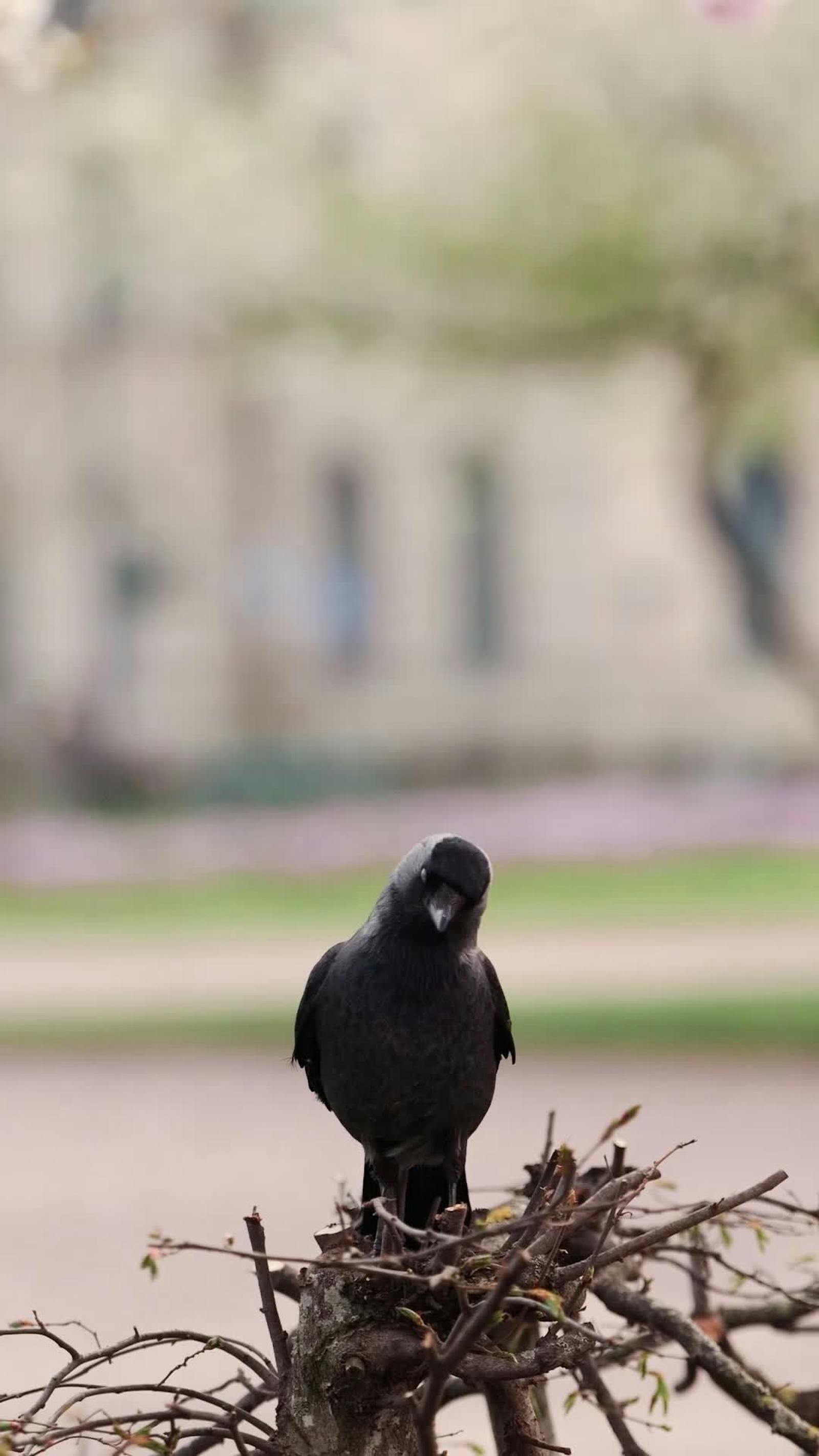 Videos Pixabay Videos, Download The BEST Free 4k Stock Video Footage ...