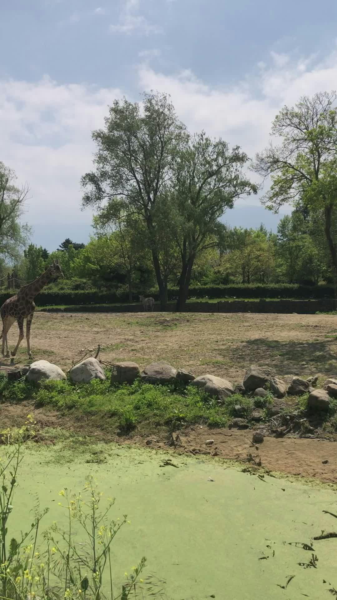 Zoo Venster Videos, Download The BEST Free 4k Stock Video Footage & Zoo ...