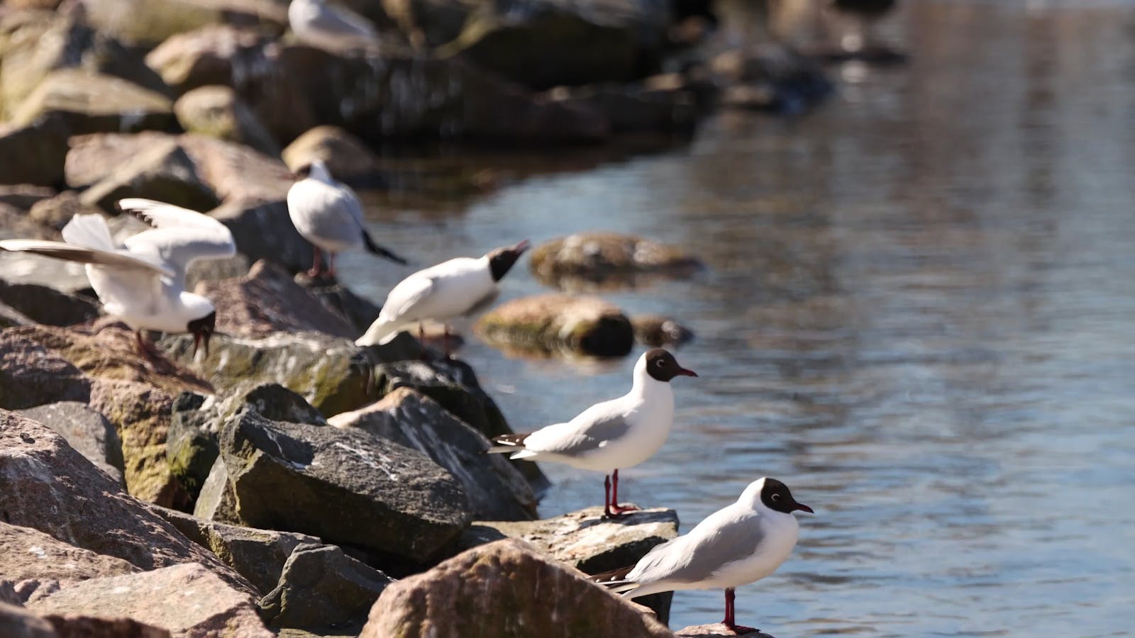 Pixabay Video Videos, Download The BEST Free 4k Stock Video Footage ...