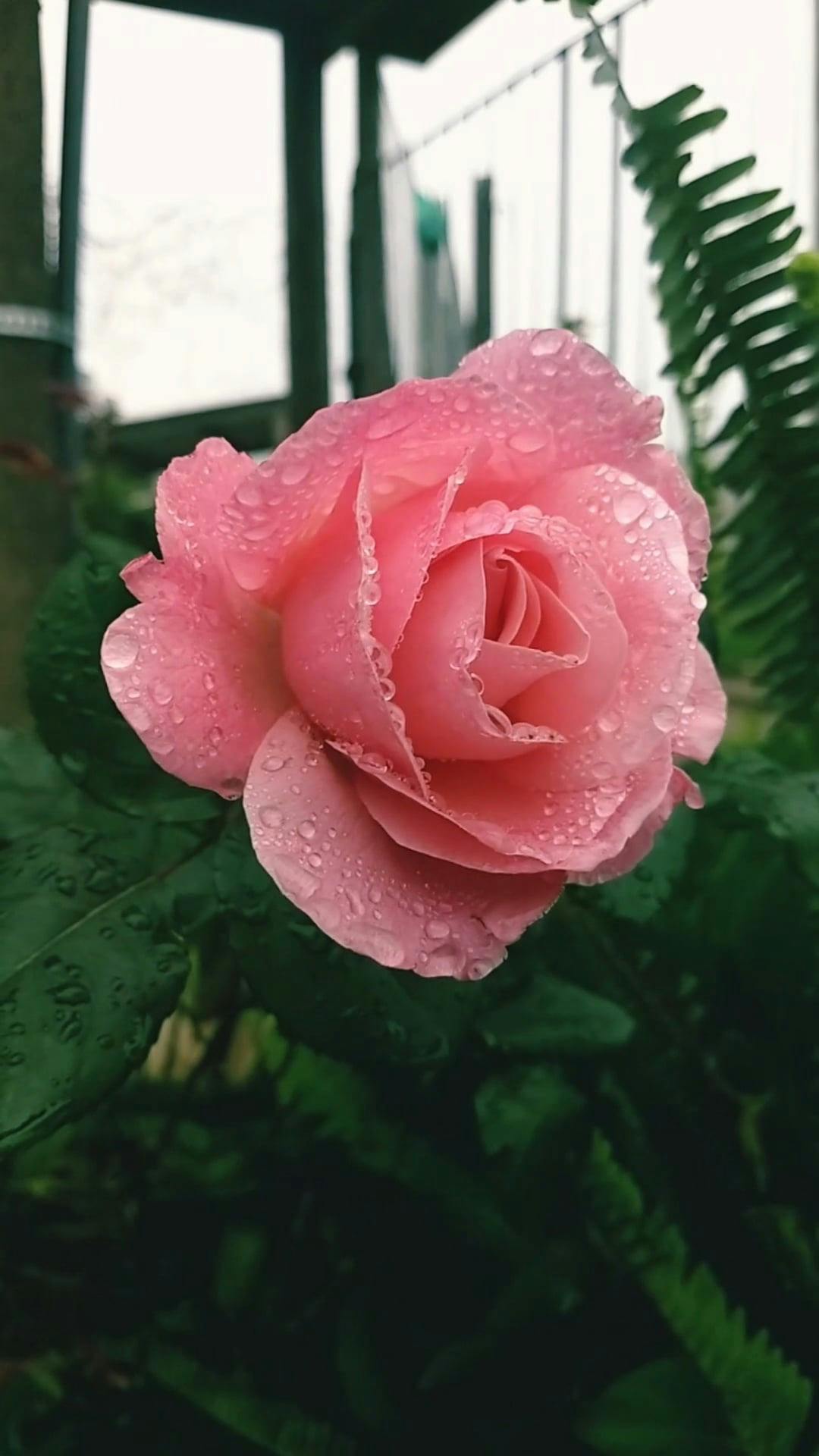 A Pink Rose In Full Bloom Swaying By The Wind Blows · Free Stock Video