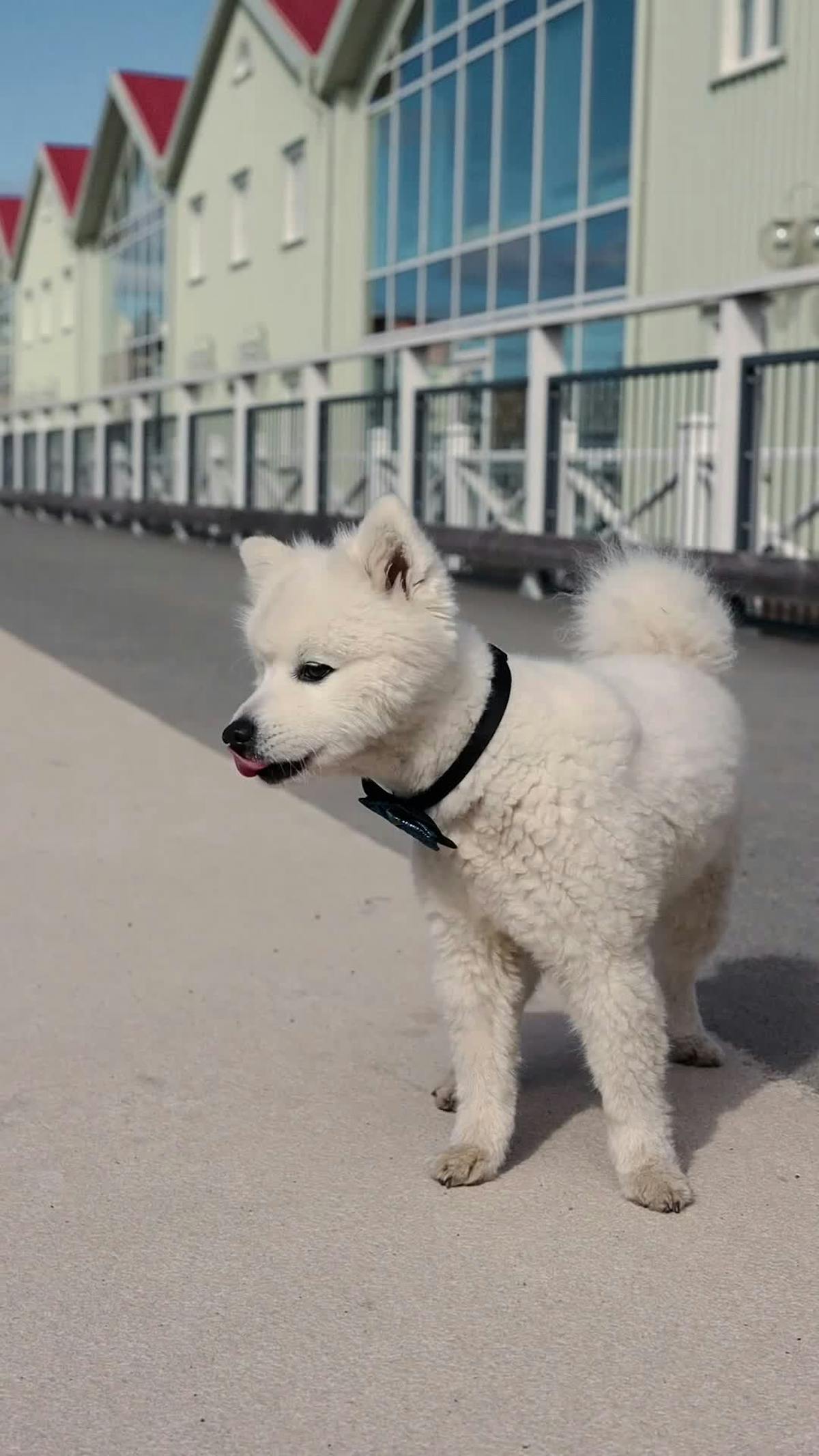 Dream+Studio+Two+Elfs+Videos Videos, Download The BEST Free 4k Stock ...