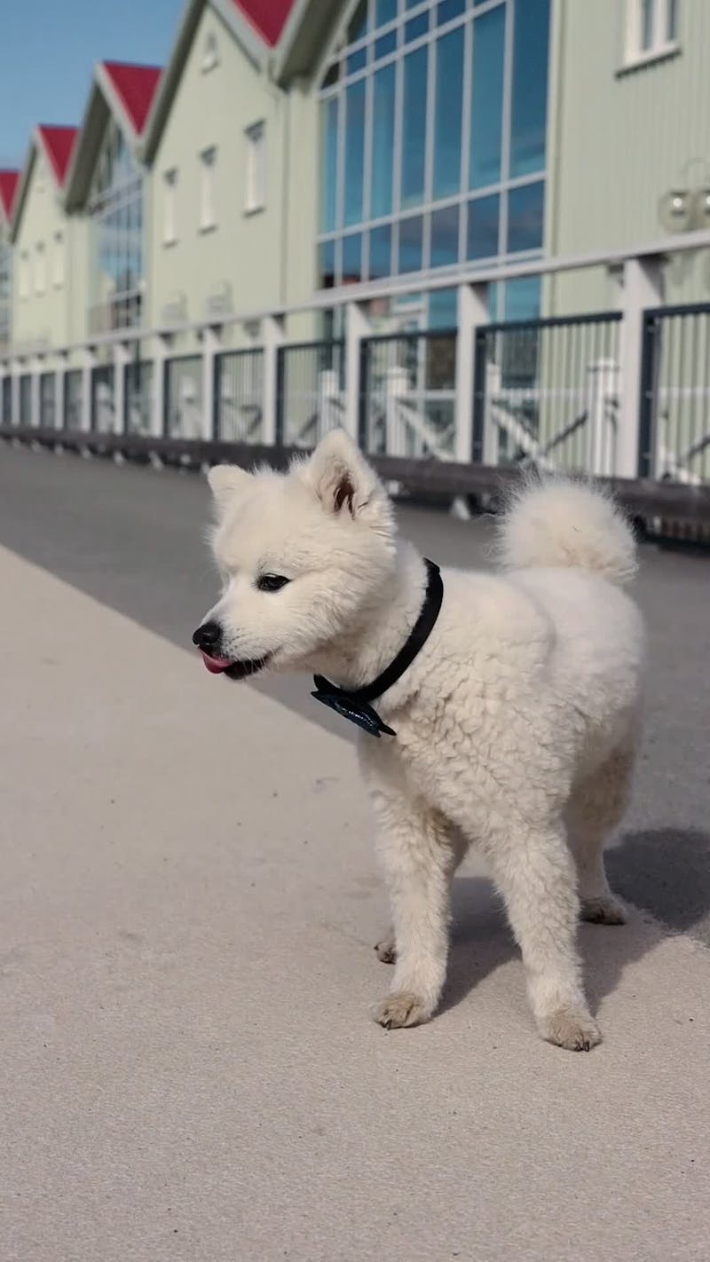 18++Nonton+Video+Bokep+Terbaru+ +Simontok Videos, Download The BEST Free 4k Stock Video Footage ...