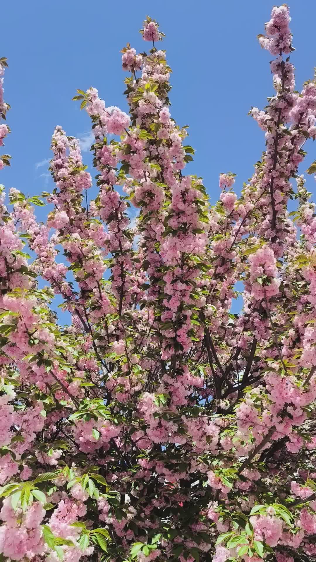 Renewing Nature Videos, Download The BEST Free 4k Stock Video Footage ...