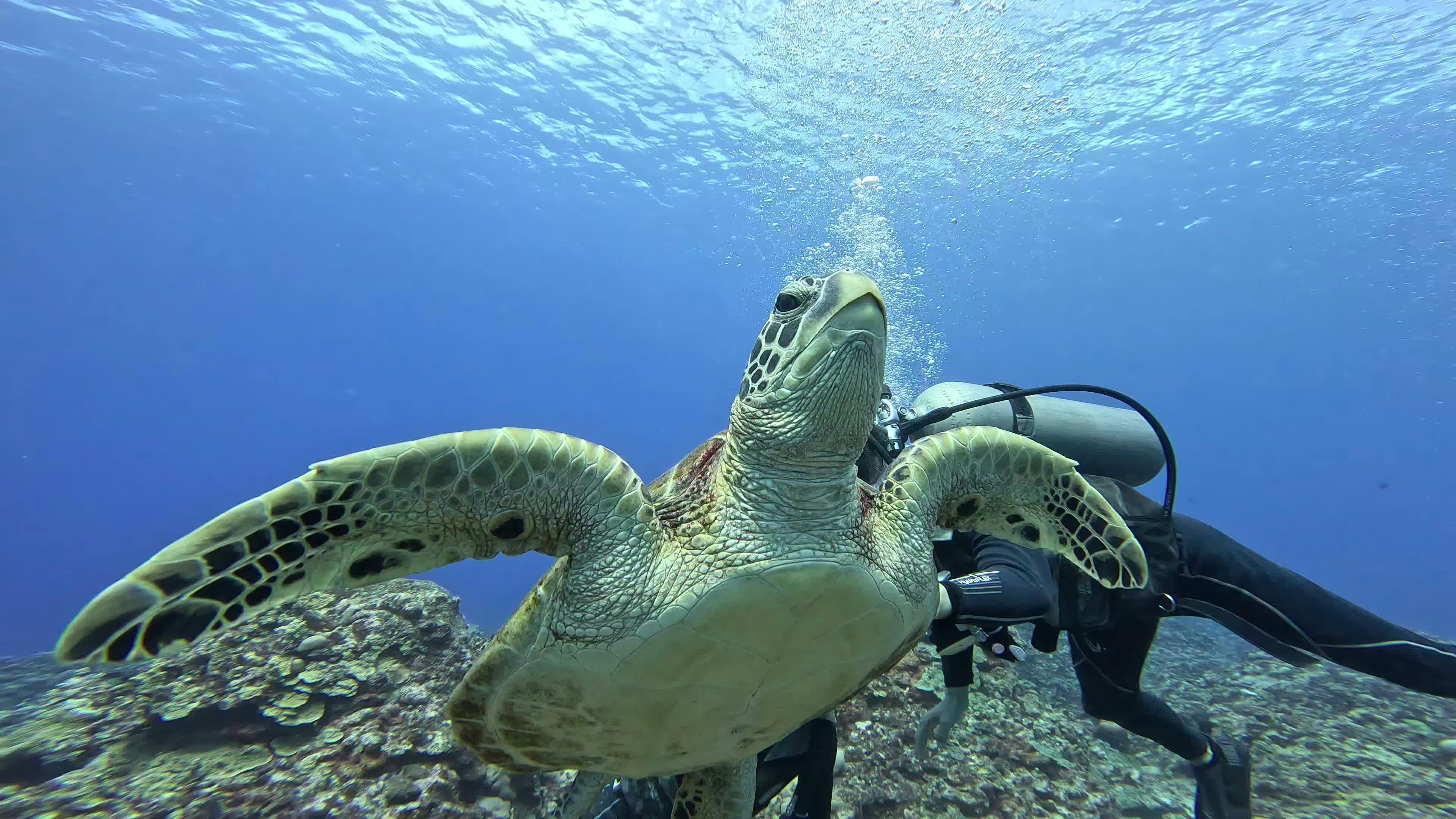 Diver Encounters Graceful Sea Turtle Underwater Free Stock Video Footage, Royalty-Free 4K & HD ...