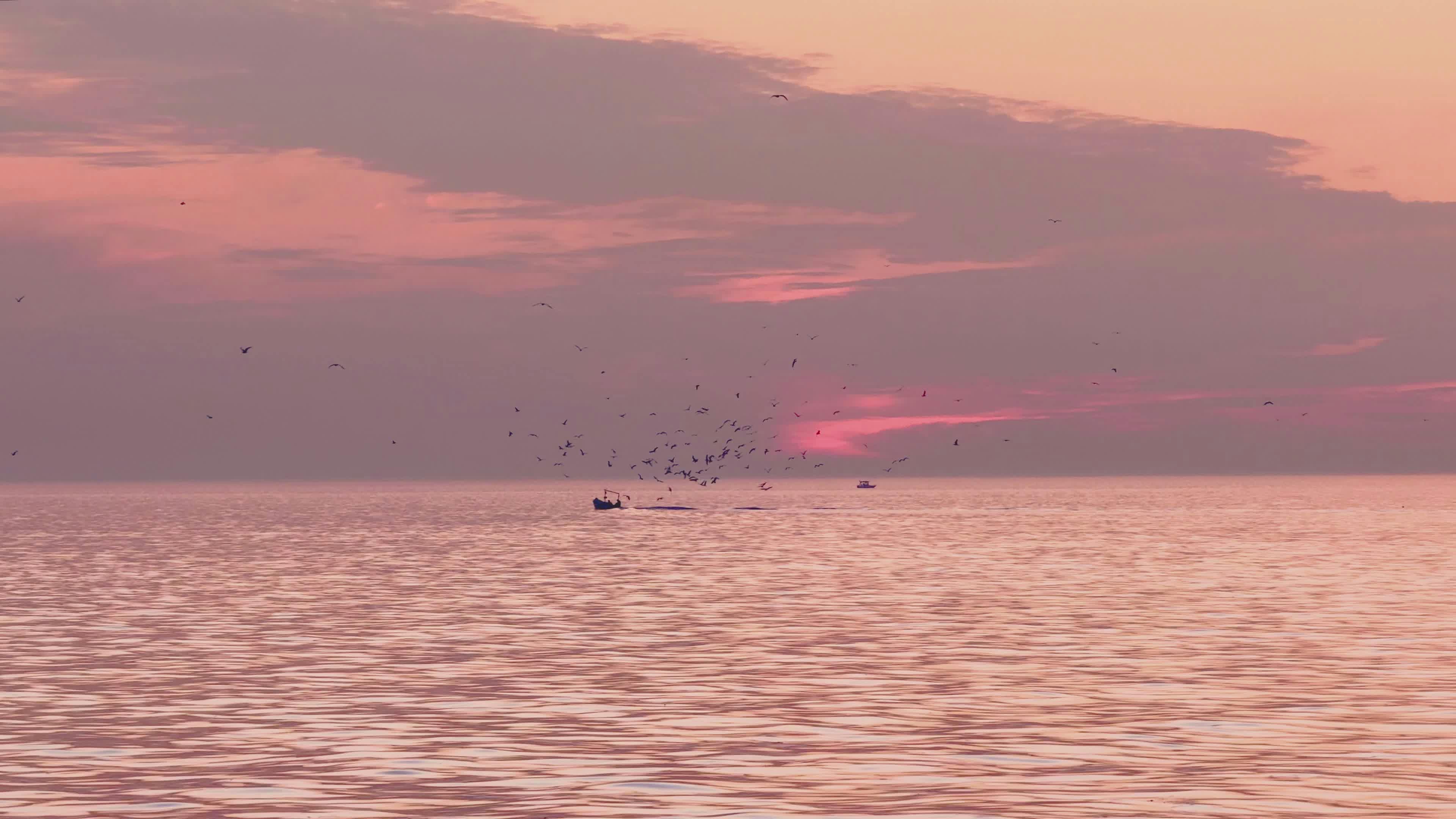 Modello Magenta Videos, Download The BEST Free 4k Stock Video Footage ...