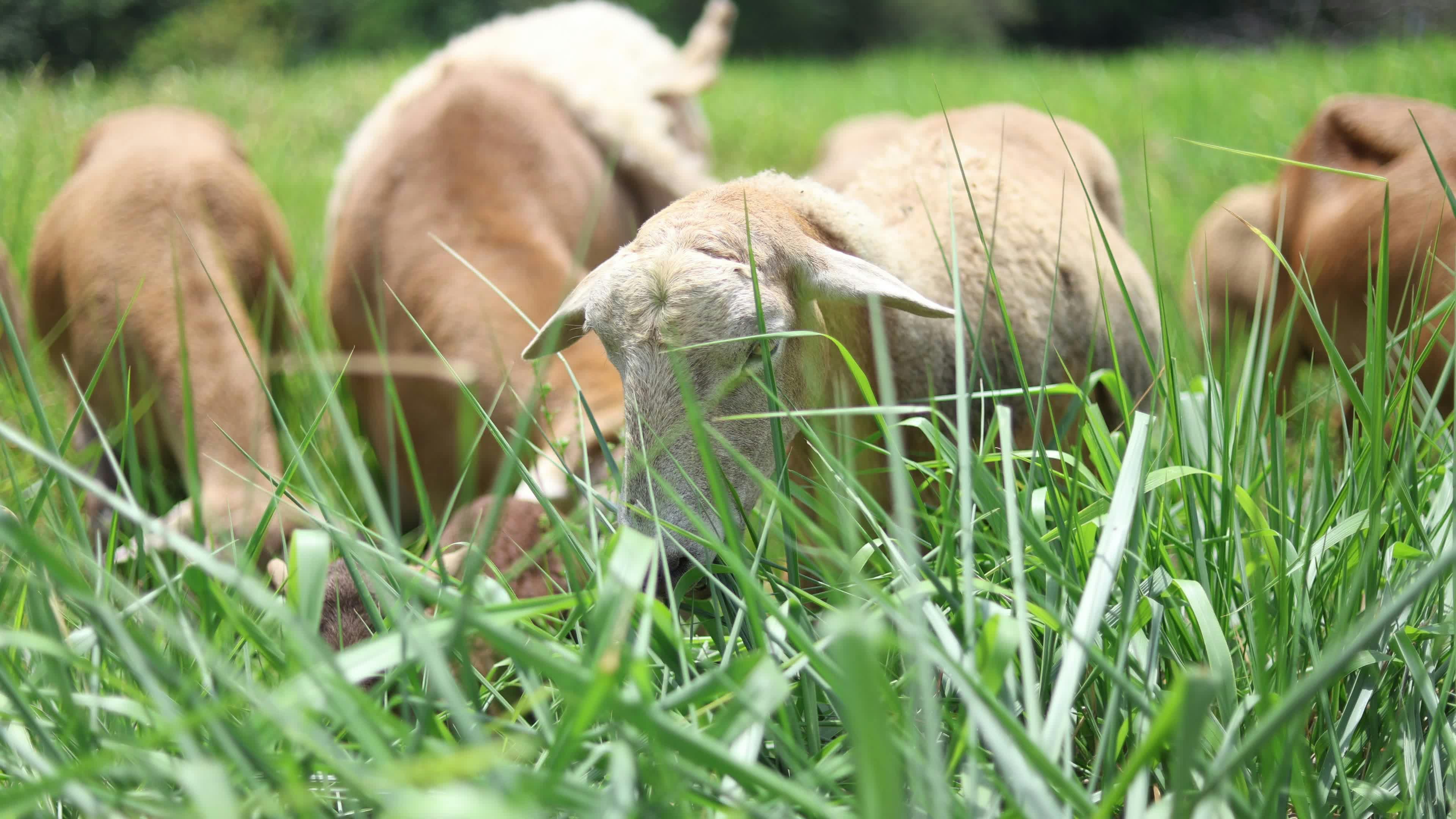 Lab Lamb Philippines Videos, Download The BEST Free 4k Stock Video ...