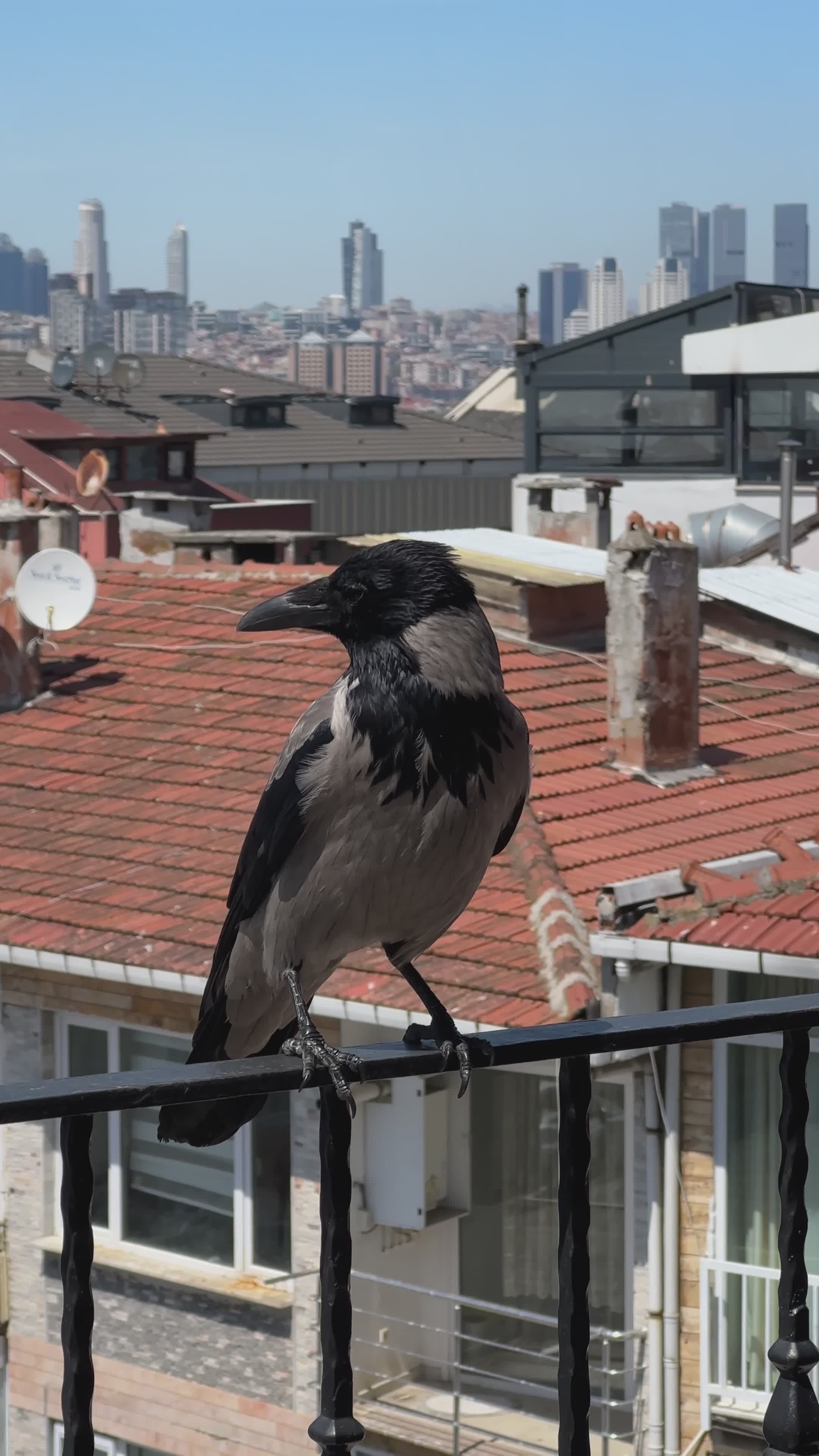 Hooded Crow Perched on Urban Balcony Railing Free Stock Video Footage ...