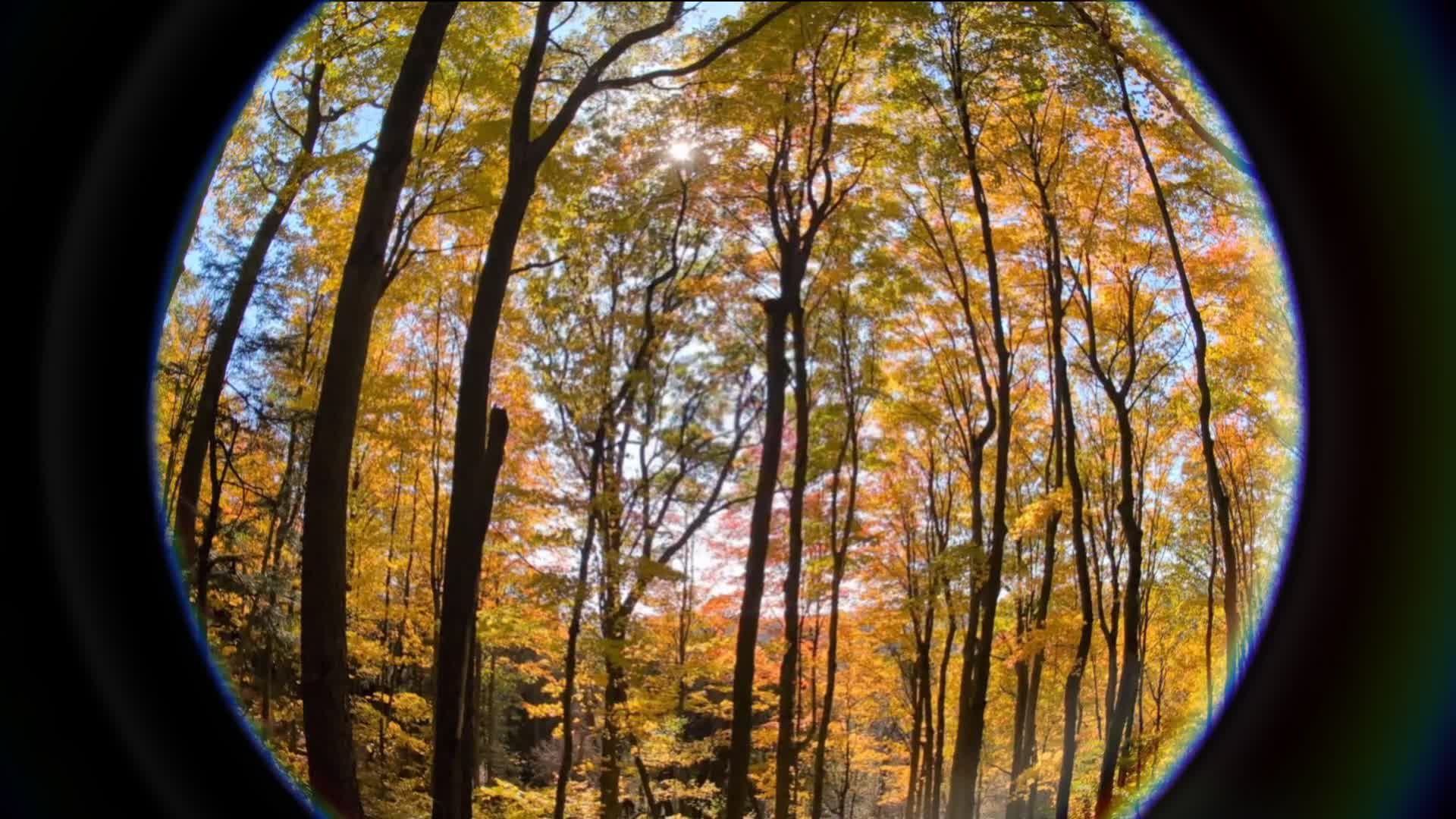 Fall Days Videos, Download The BEST Free 4k Stock Video Footage & Fall ...