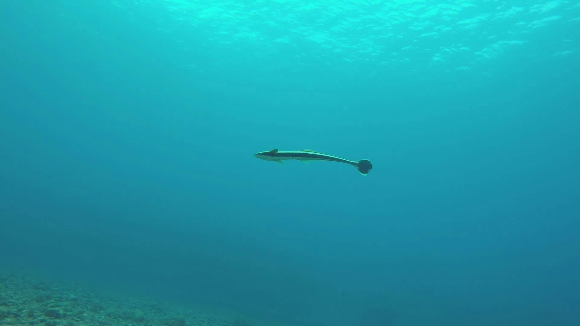 Underwater Dive with Remora Fish in Ocean Depths Free Stock Video ...