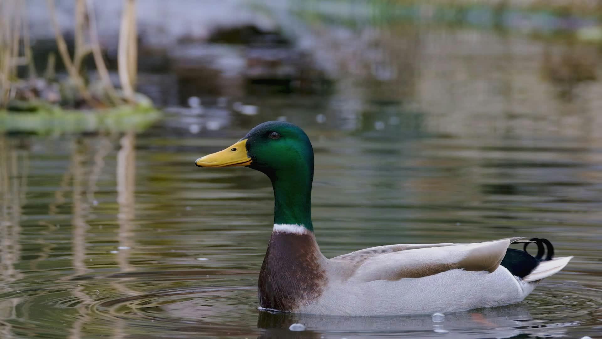 Drake Collins Videos, Download The BEST Free 4k Stock Video Footage ...