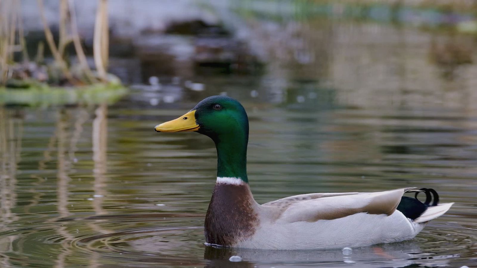 Duck Quack Meme Videos, Download The BEST Free 4k Stock Video Footage ...