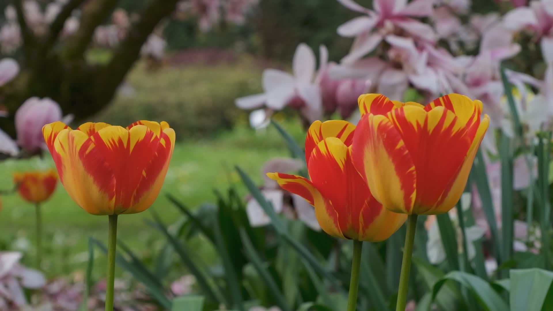 Tulip Flowers Background Videos, Download The BEST Free 4k Stock Video ...