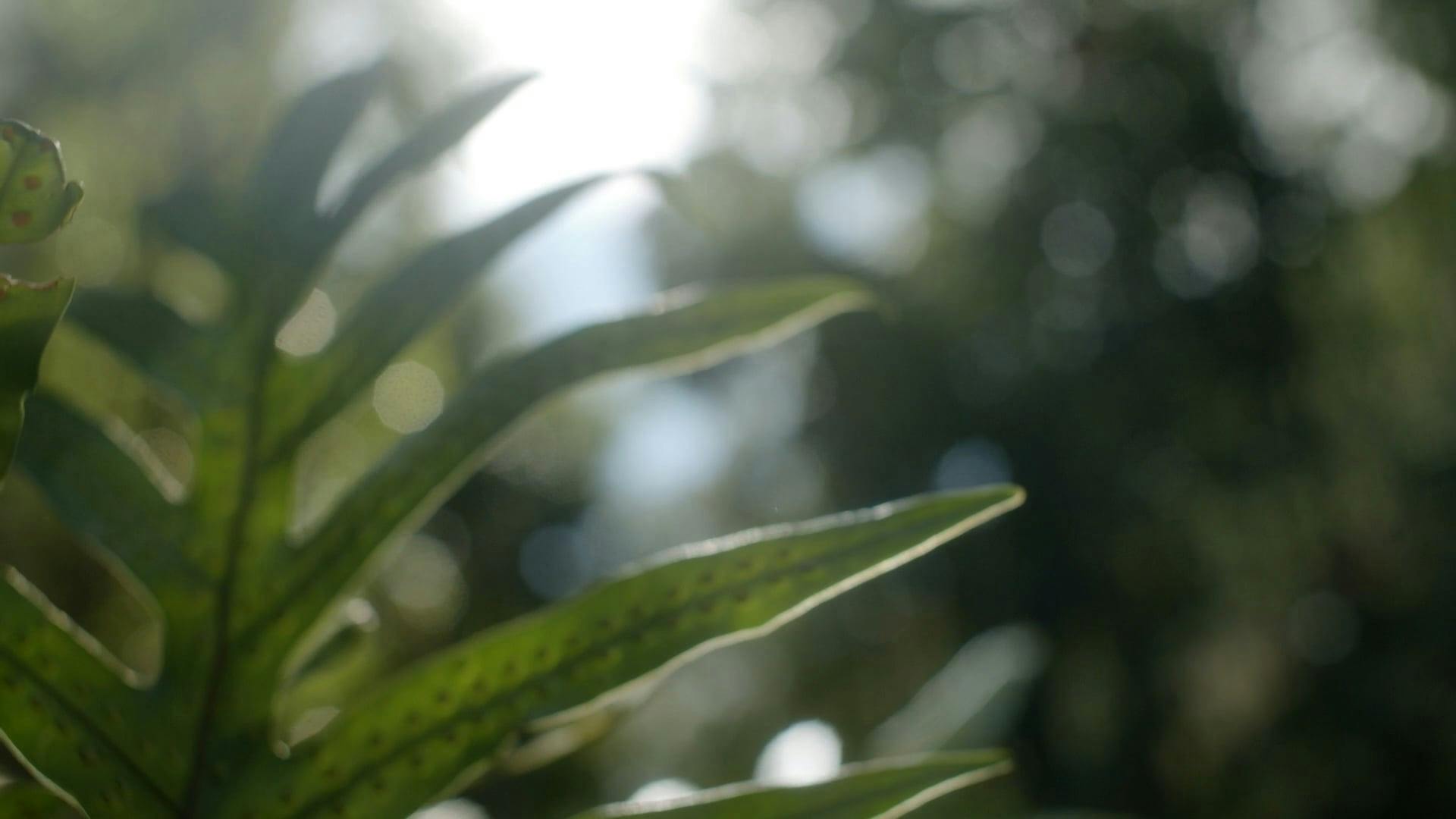 Leaf Videos, Download The BEST Free 4k Stock Video Footage & Leaf HD ...